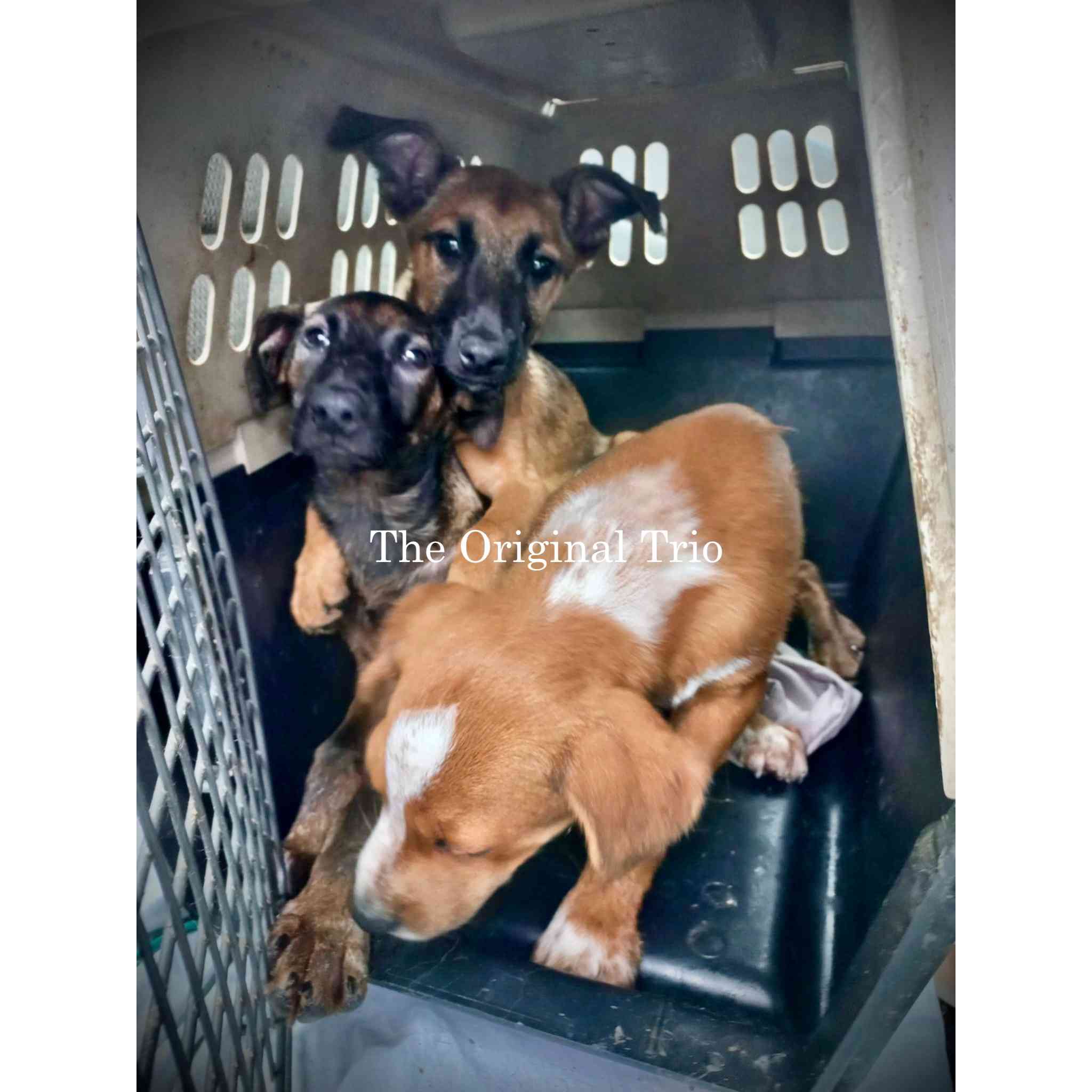 Donate to Parvo Pups | Support animal welfare with CUDDLY