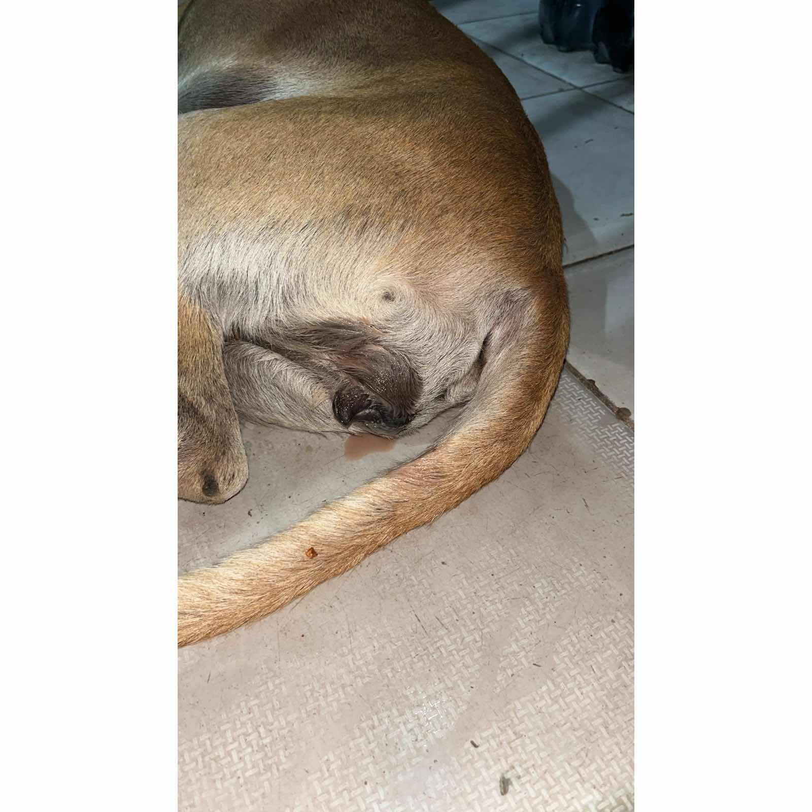 Donate to Laura | Support animal welfare with CUDDLY