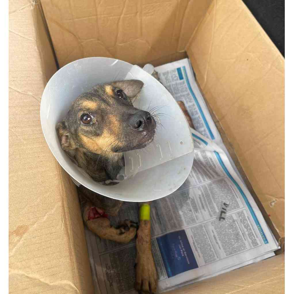 Donate to David | Support animal welfare with CUDDLY