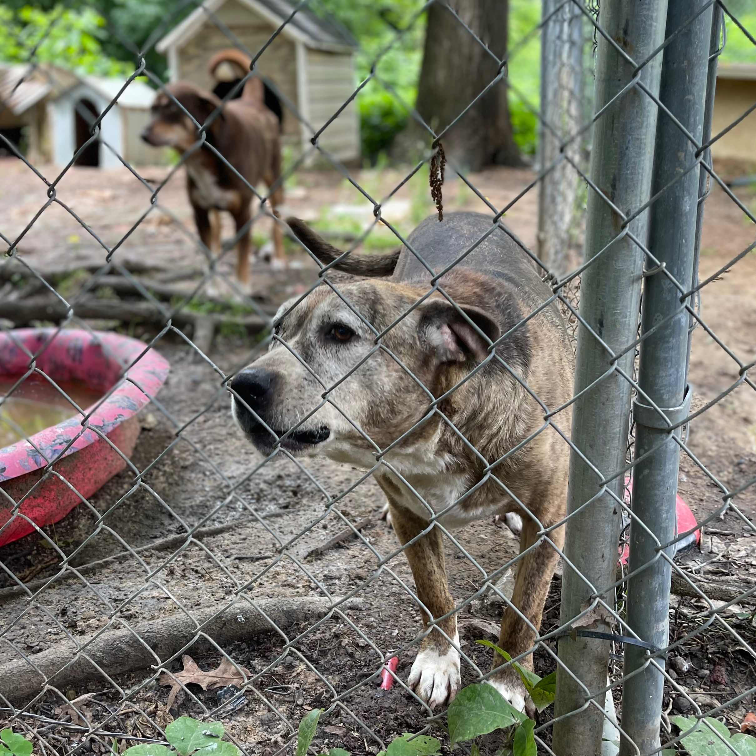 Donate to These Forgotten Animals | Support animal welfare with CUDDLY