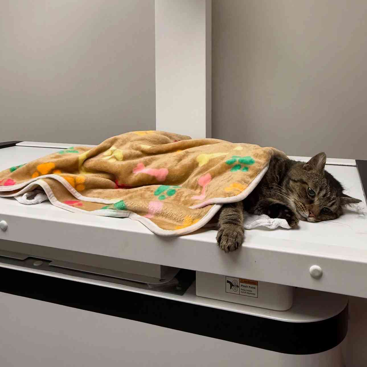 Donate to Pringles | Support animal welfare with CUDDLY