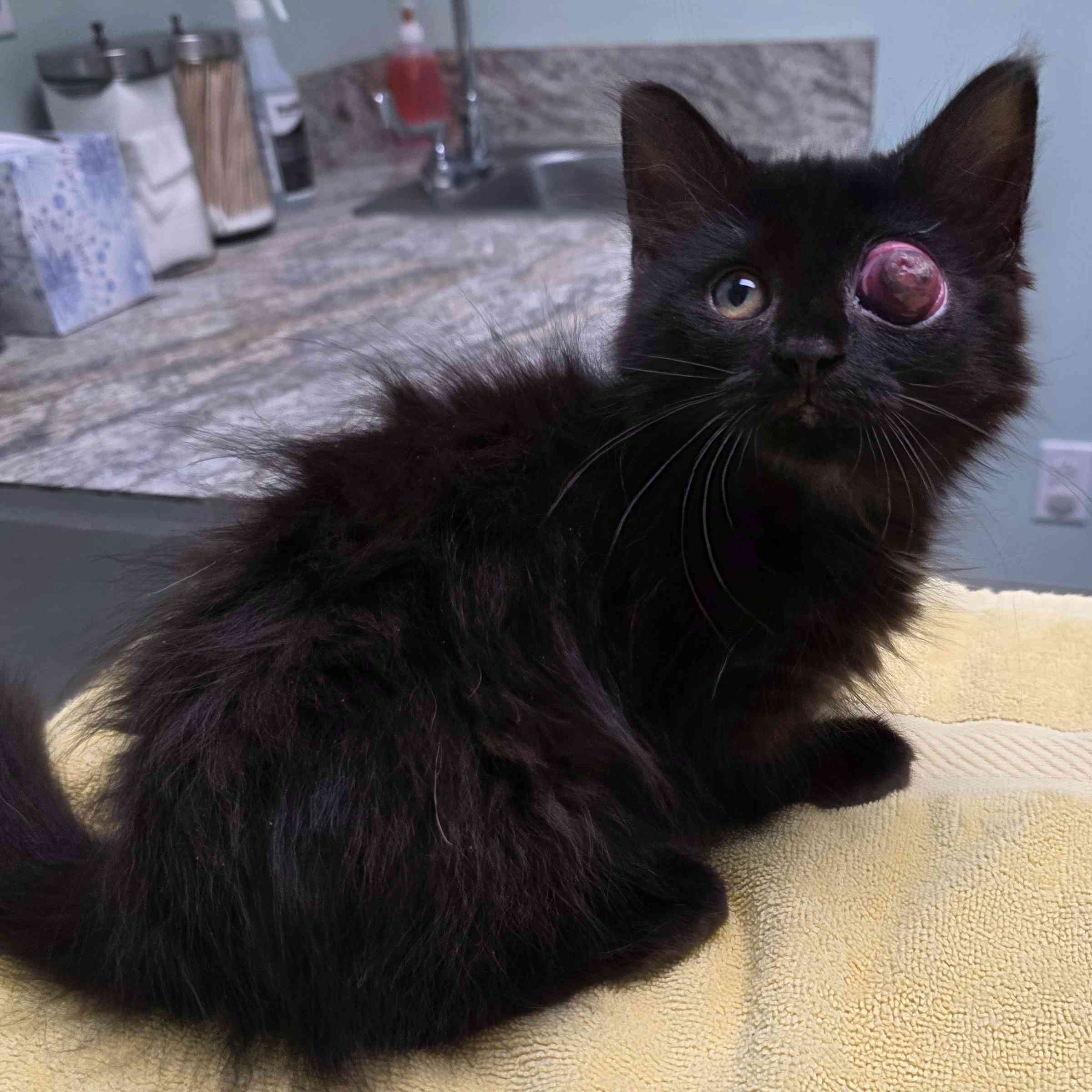 Donate to Zuri | Support animal welfare with CUDDLY