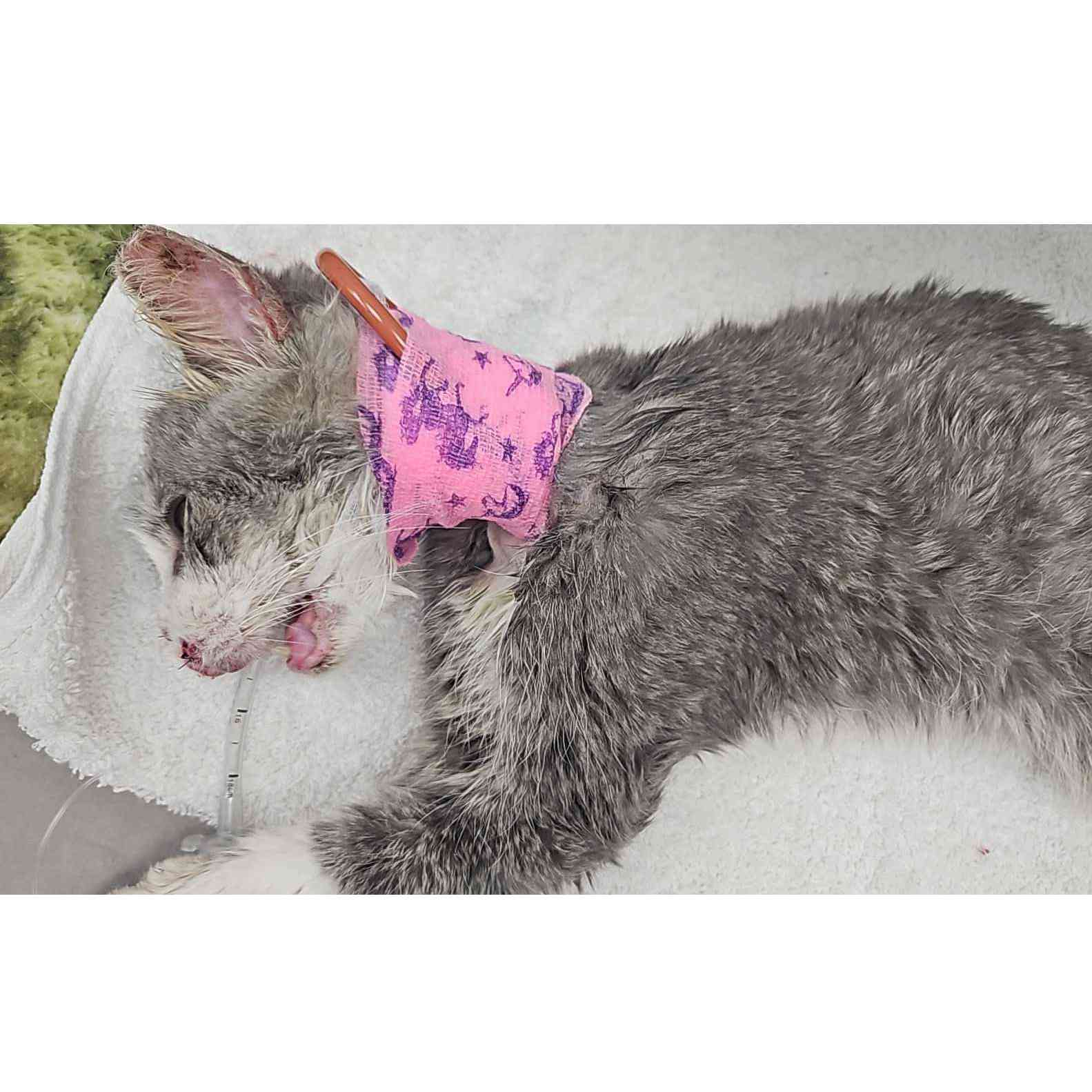 Donate to Penelope | Support animal welfare with CUDDLY