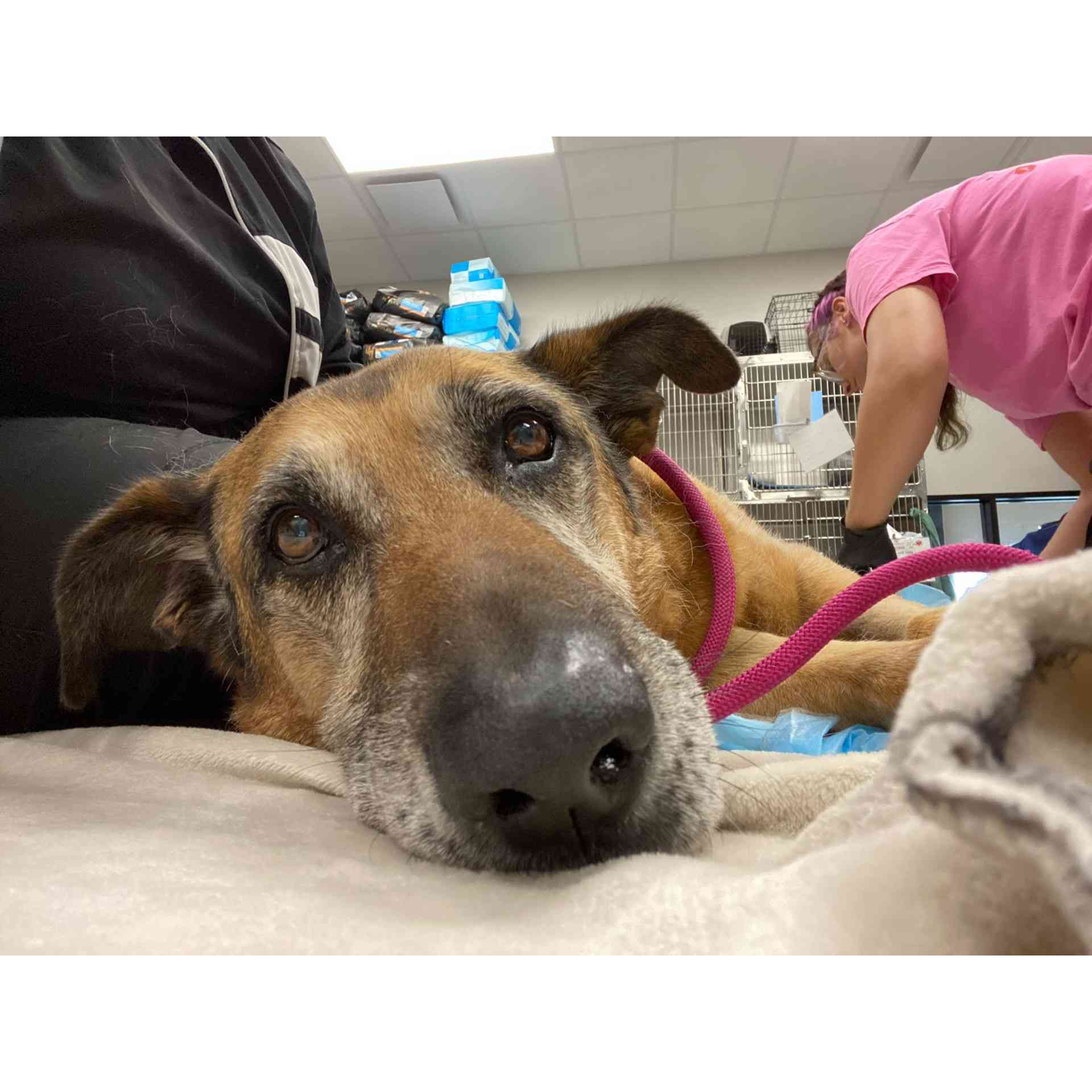 Donate to Charlie | Support animal welfare with CUDDLY