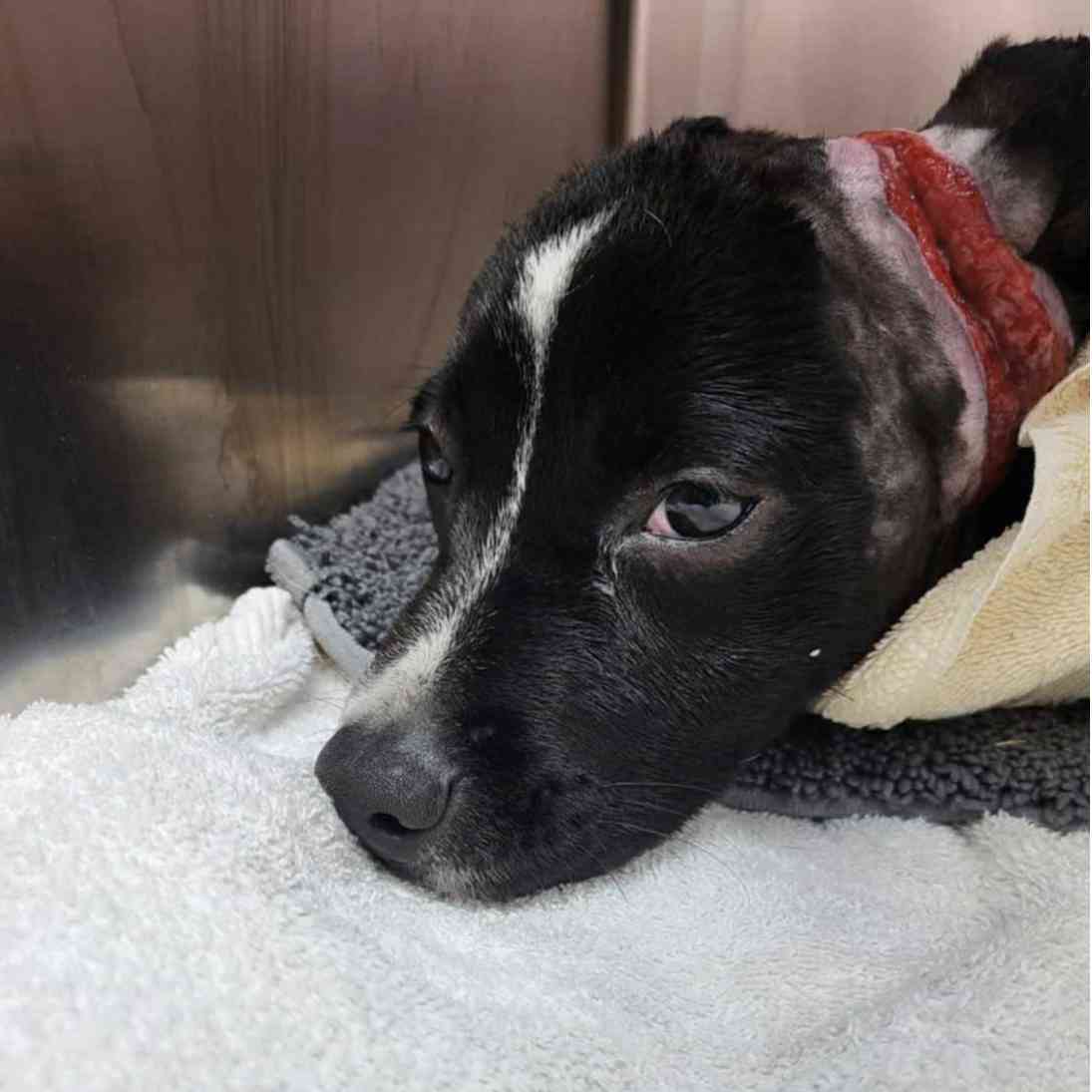 Donate to Clarence | Support animal welfare with CUDDLY