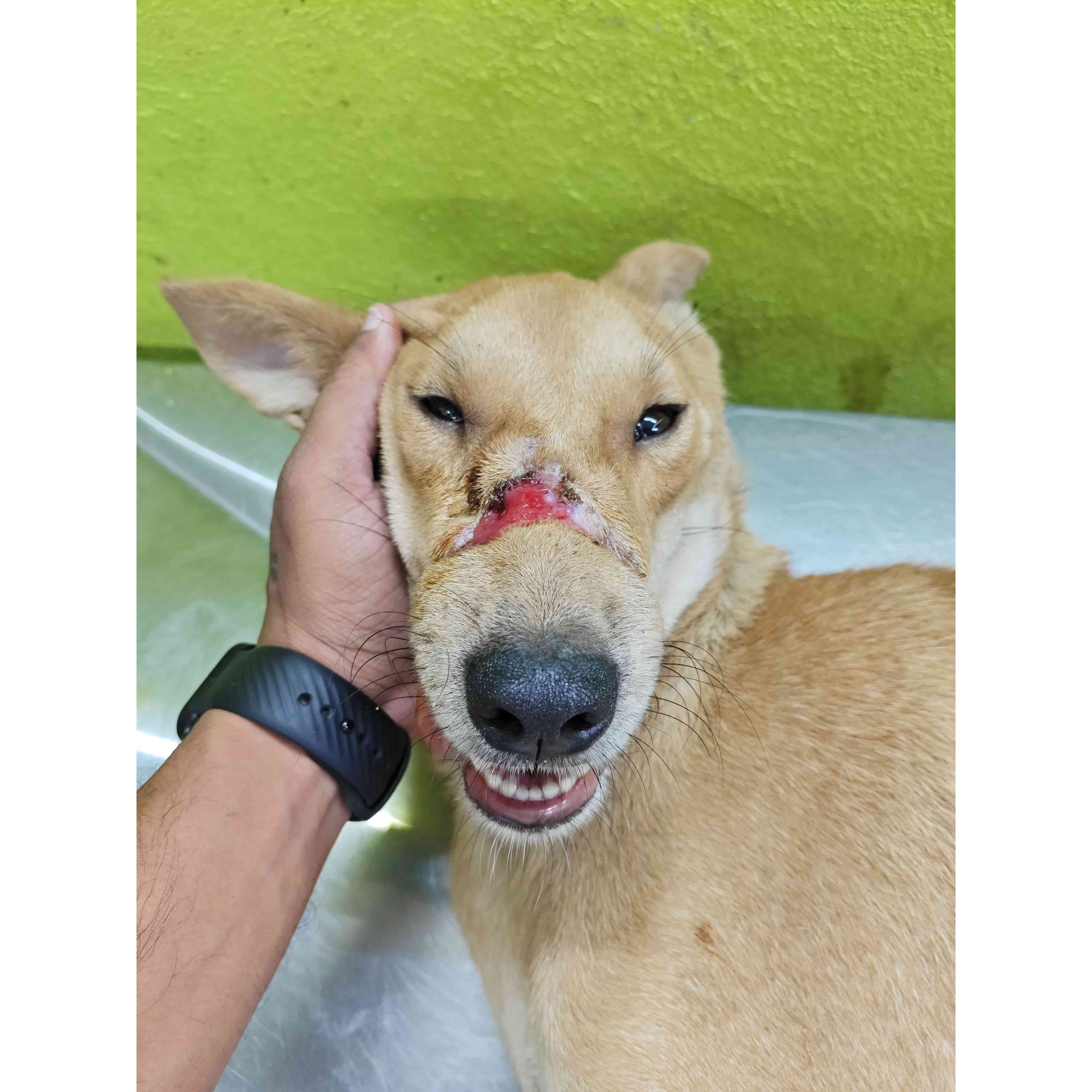 Donate to Marcus | Support animal welfare with CUDDLY