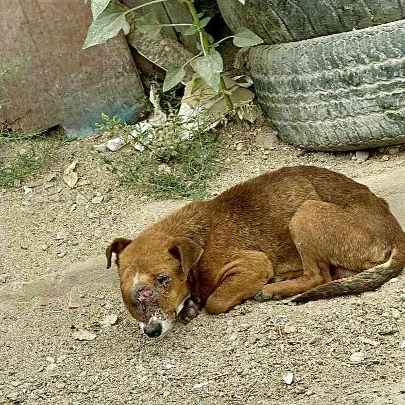 Donate to Prof. Alf | Support animal welfare with CUDDLY