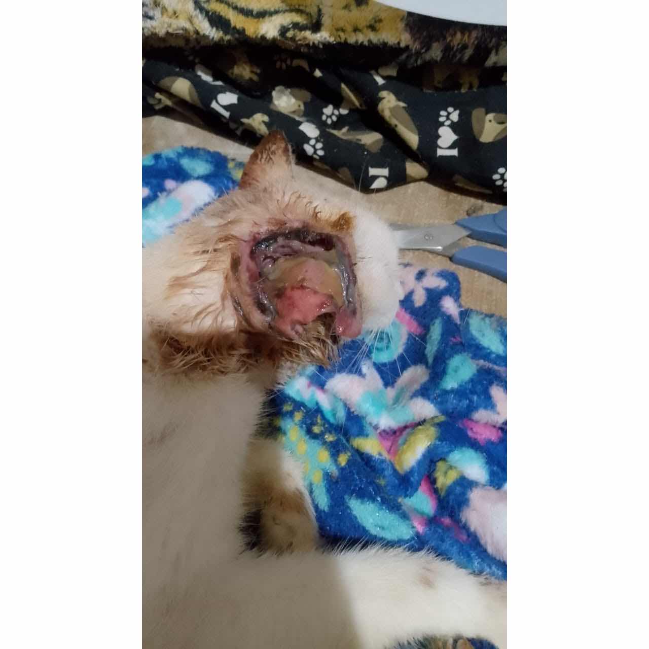 Donate to Sergio | Support animal welfare with CUDDLY