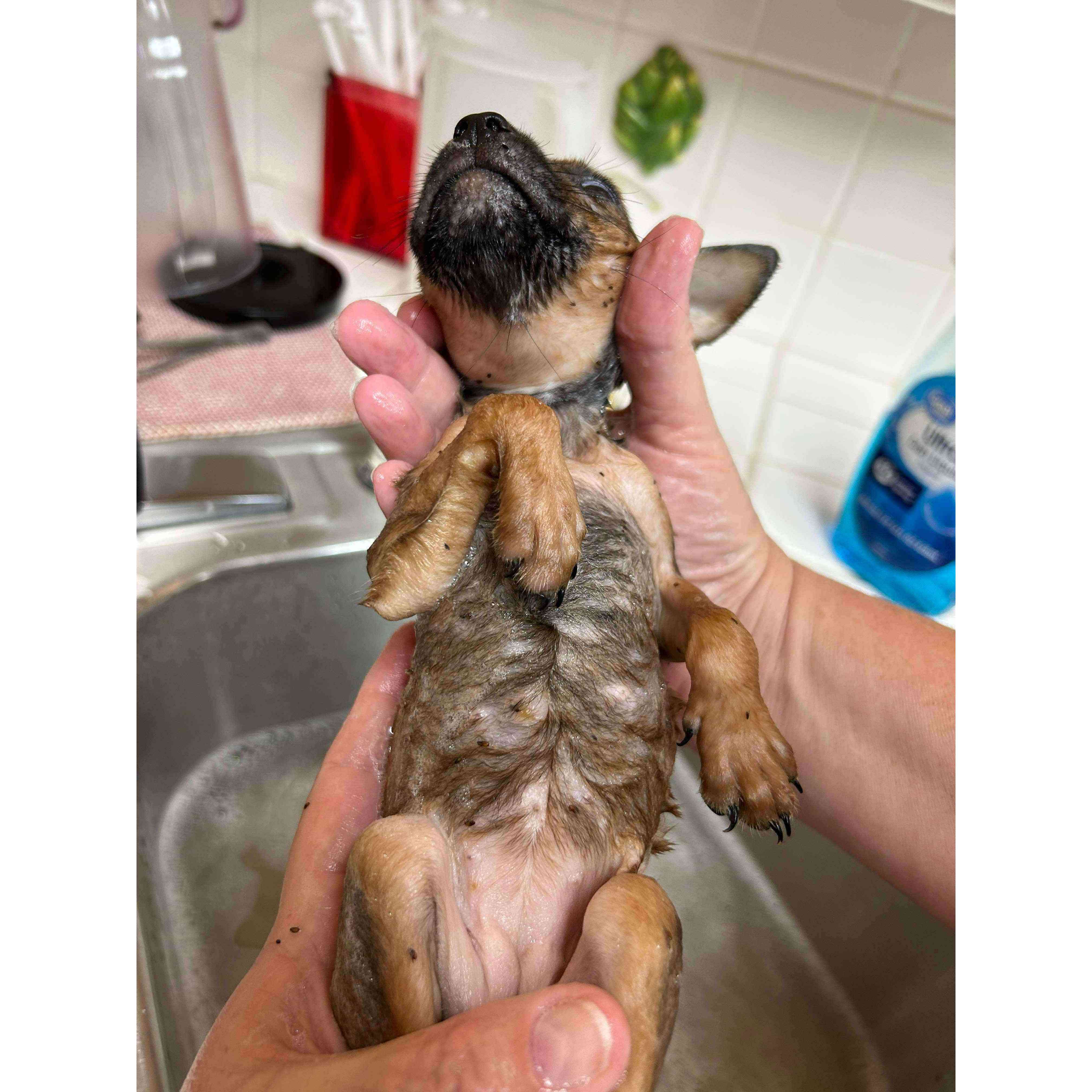 Donate to Neglected Puppies | Support animal welfare with CUDDLY