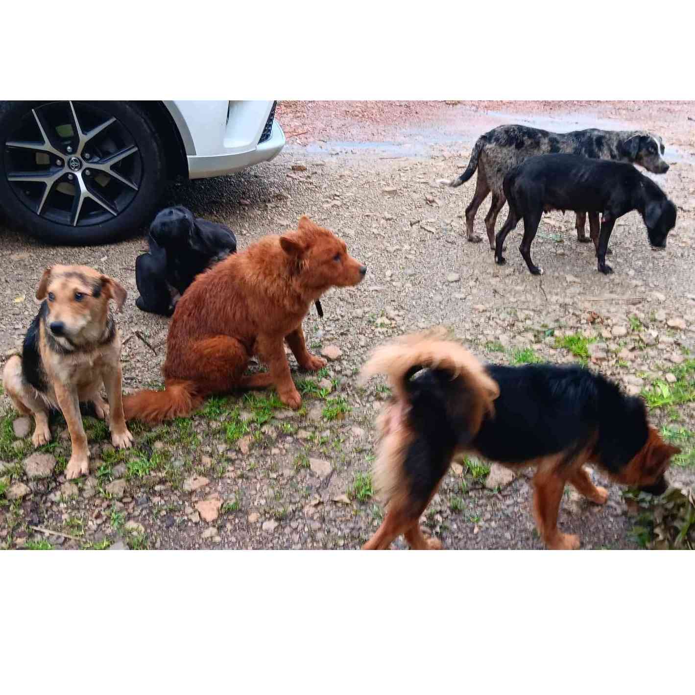 Donate to House of Horror Survivors | Support animal welfare with CUDDLY