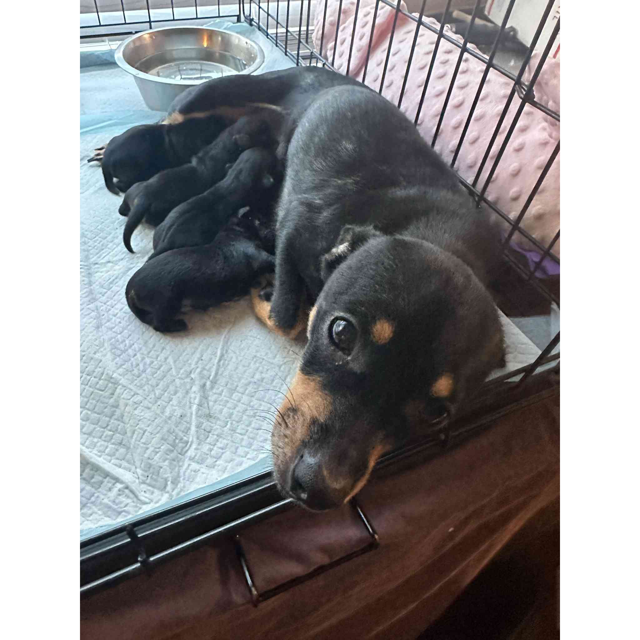 Donate to Mama And Her Newborn Pups | Support animal welfare with CUDDLY