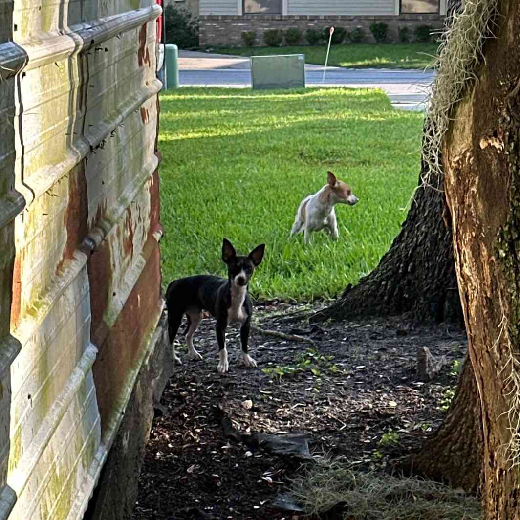 Donate to These Dumped Dogs | Support animal welfare with CUDDLY