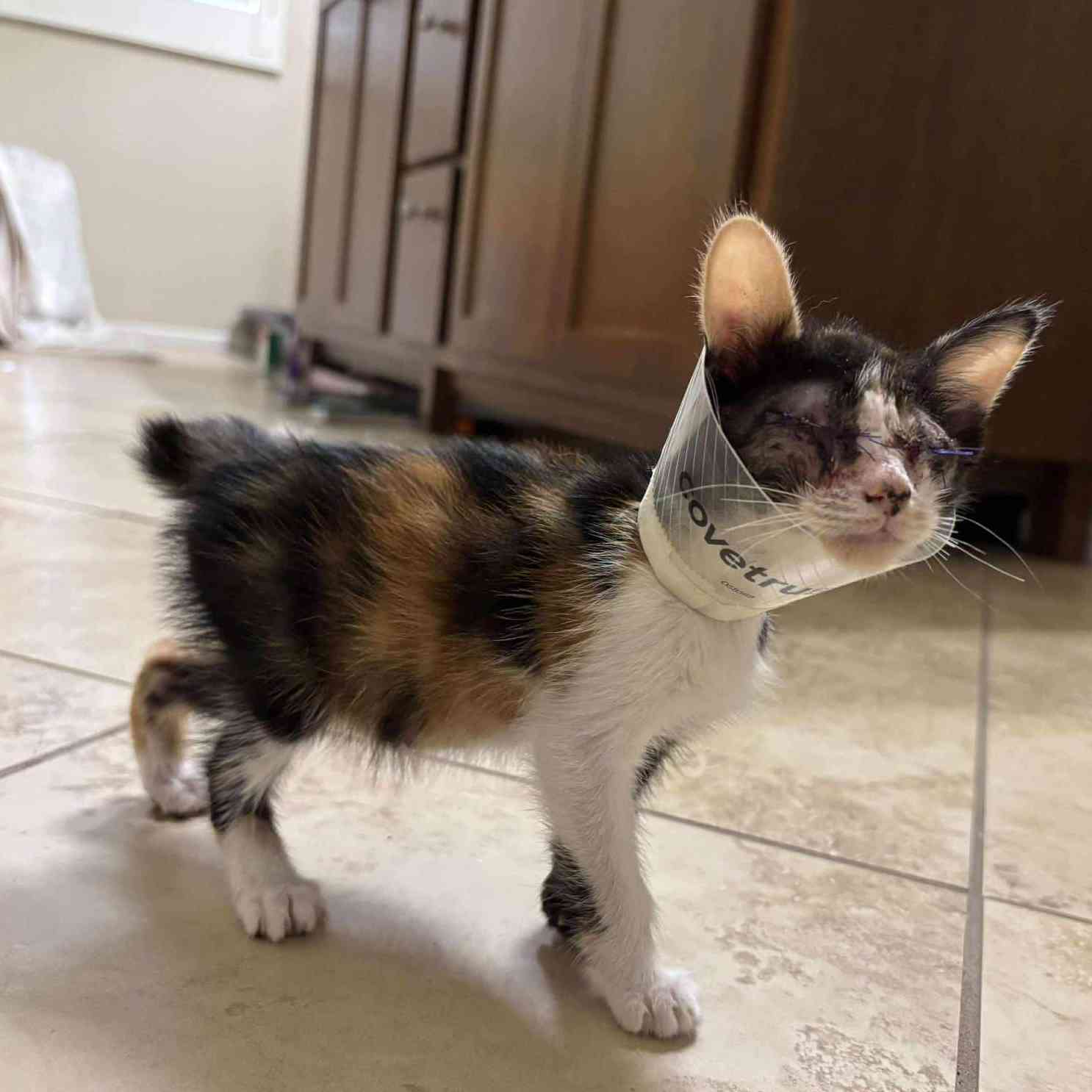Donate to Madeline | Support animal welfare with CUDDLY