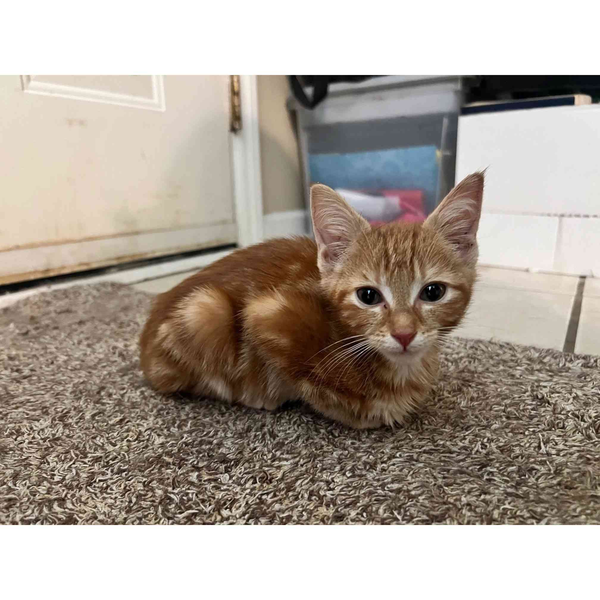 Donate to Bagel | Support animal welfare with CUDDLY