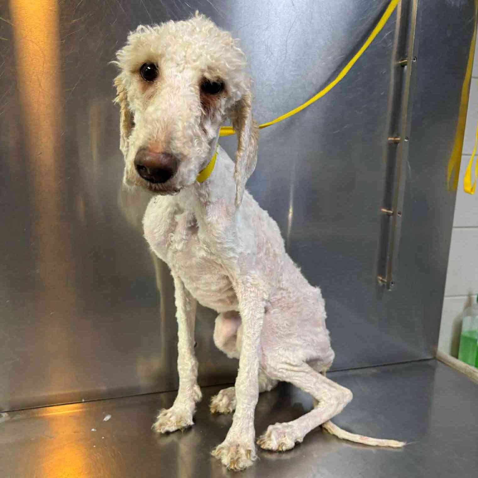 Donate to Emi | Support animal welfare with CUDDLY