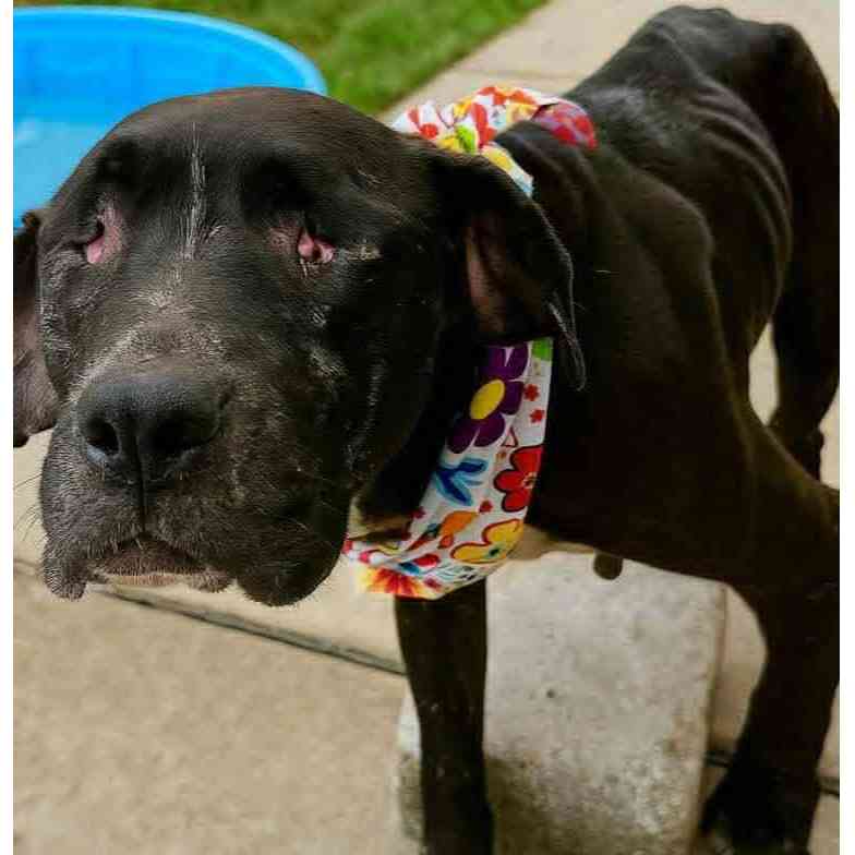 Donate to Maura | Support animal welfare with CUDDLY