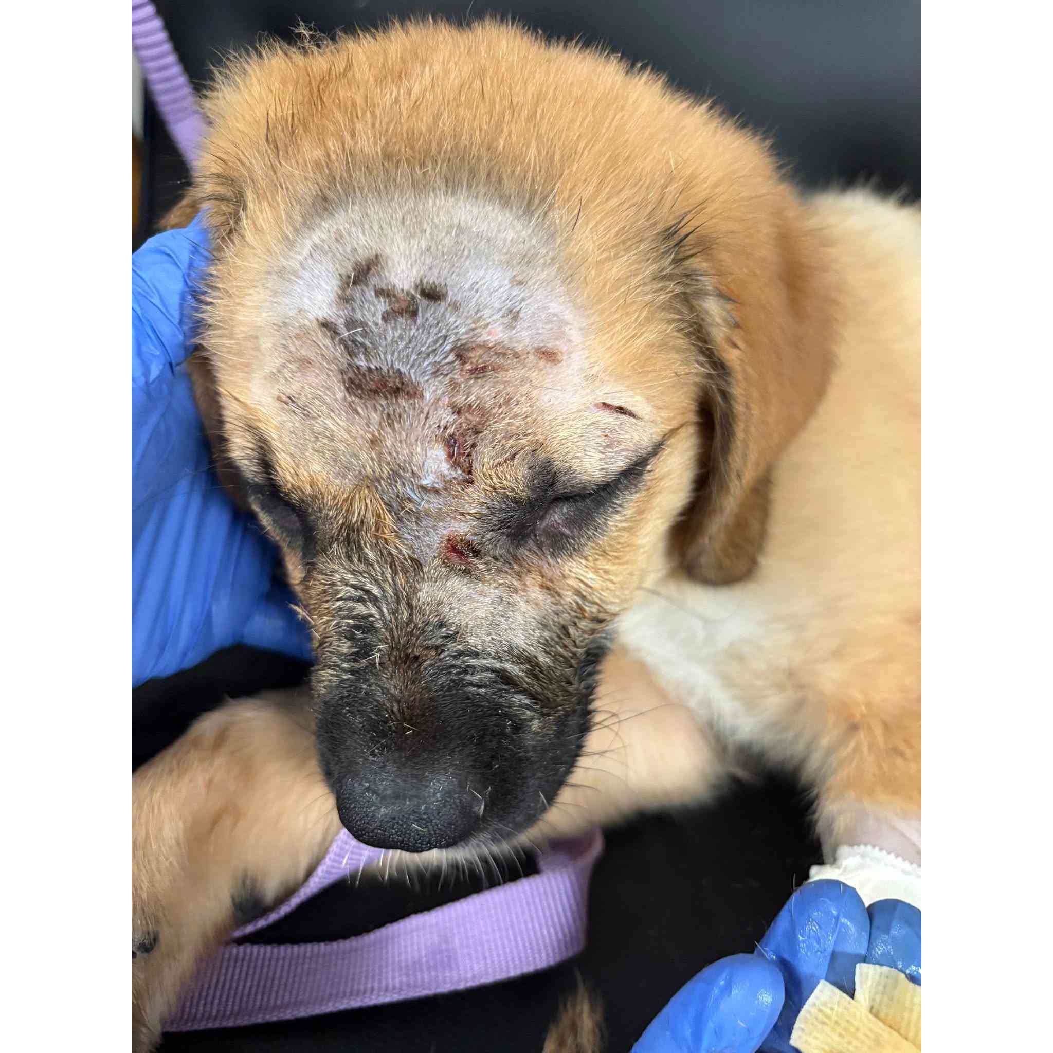 Donate to Poppy | Support animal welfare with CUDDLY