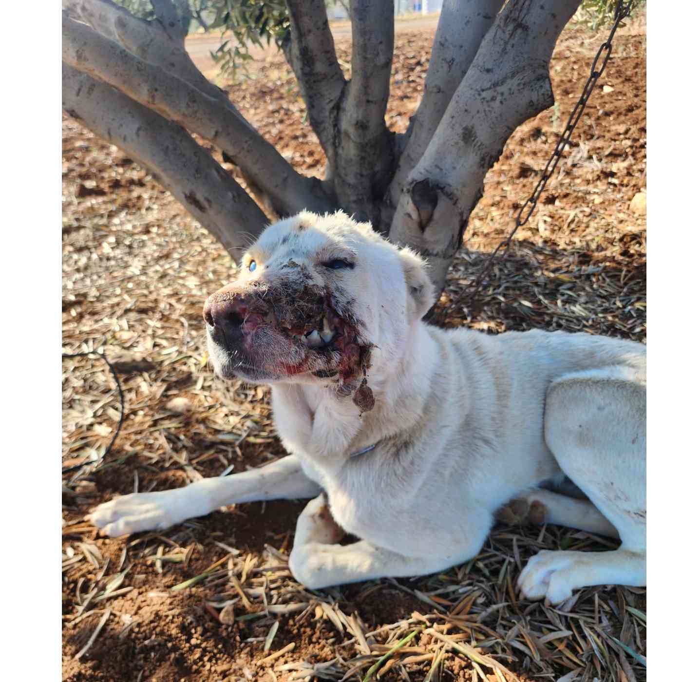 Donate to Batal | Support animal welfare with CUDDLY