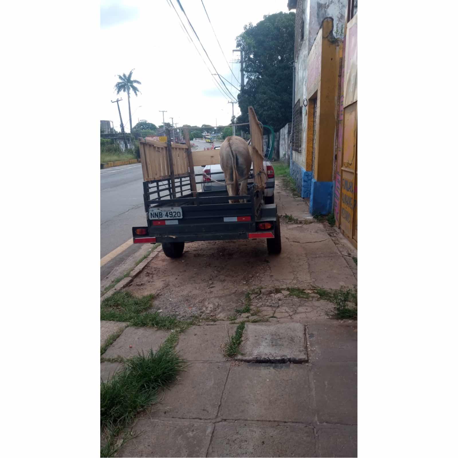 Donate to Rescued donkey needs help | Support animal welfare with CUDDLY