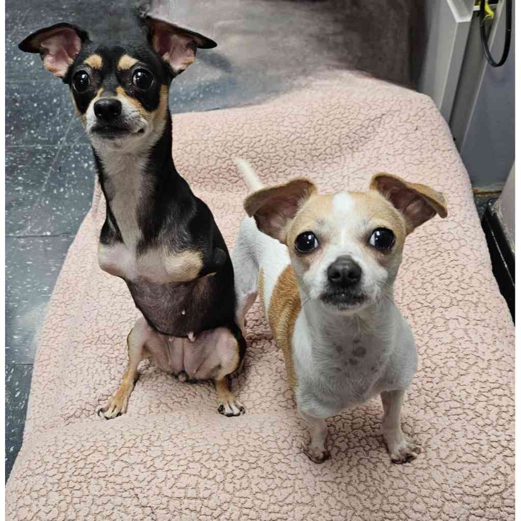 Donate to Robin & Roo | Support animal welfare with CUDDLY