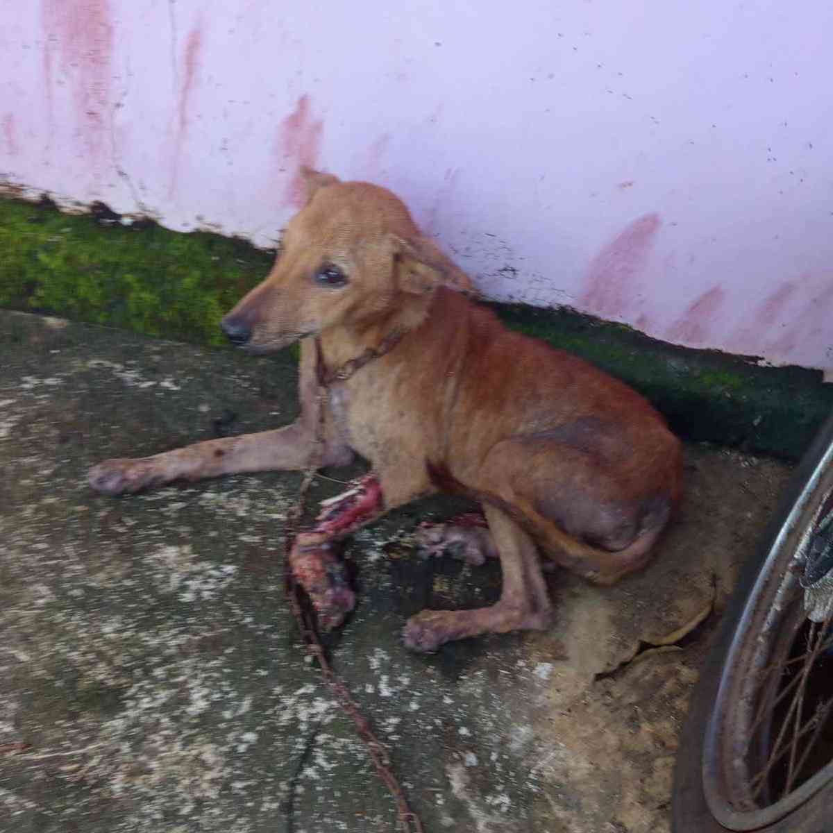 Donate to Leo | Support animal welfare with CUDDLY