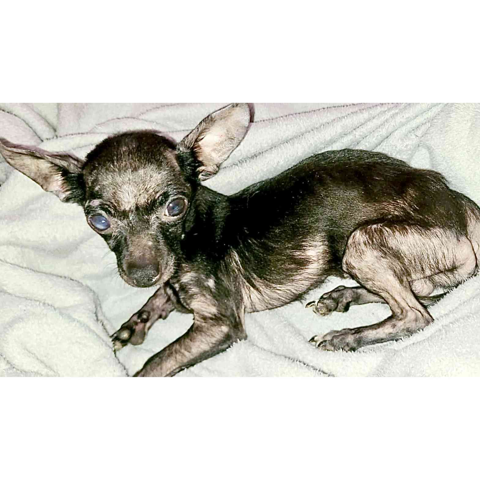 Donate to Prof. Penny | Support animal welfare with CUDDLY