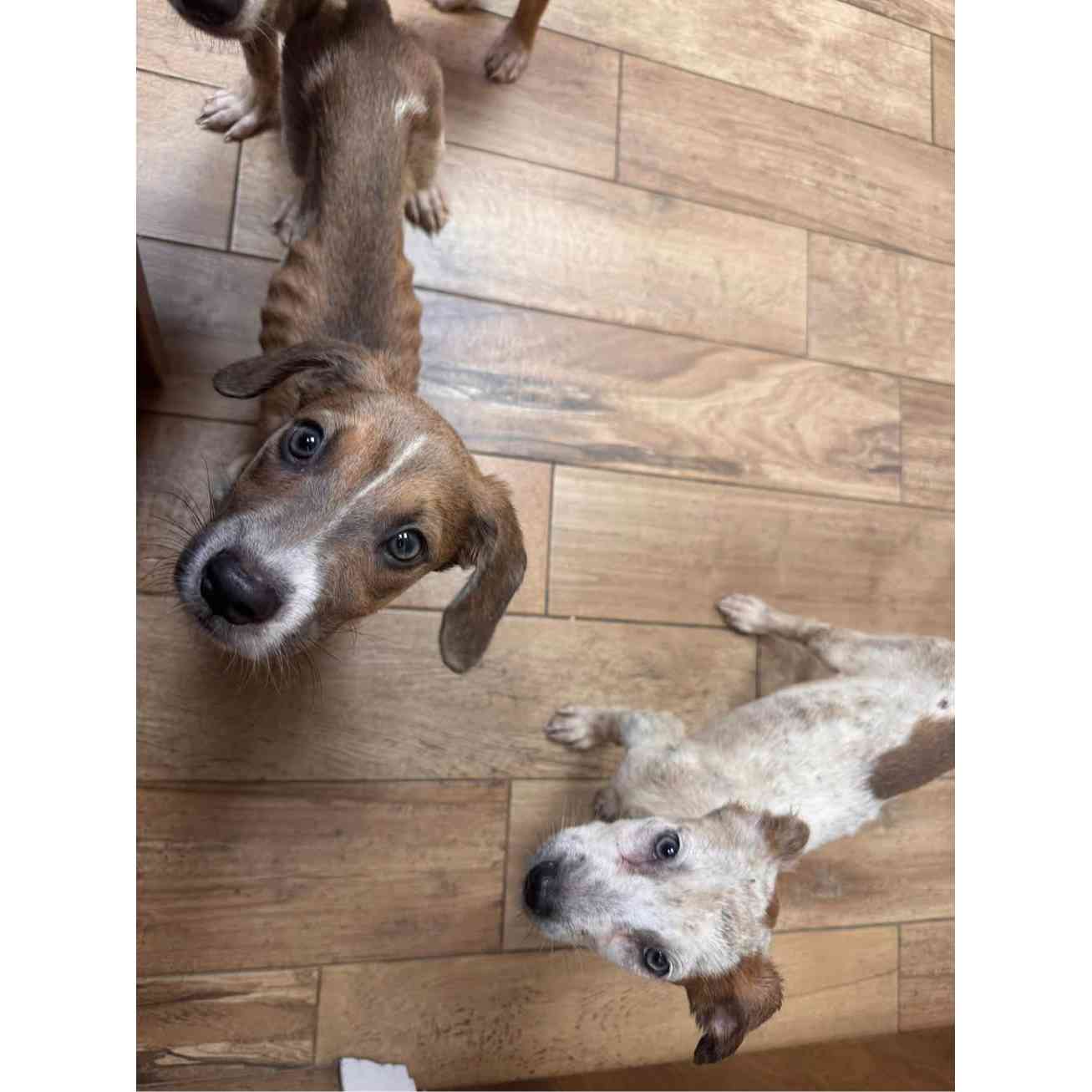 Donate to These Six Dumped Puppies | Support animal welfare with CUDDLY