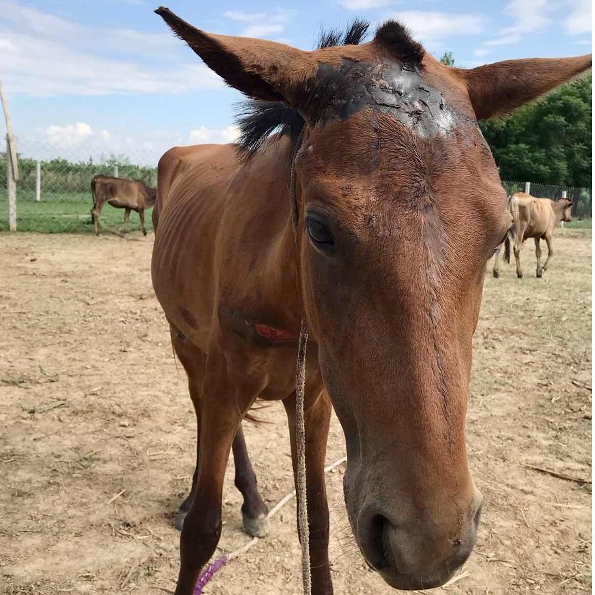 Donate to Myron | Support animal welfare with CUDDLY