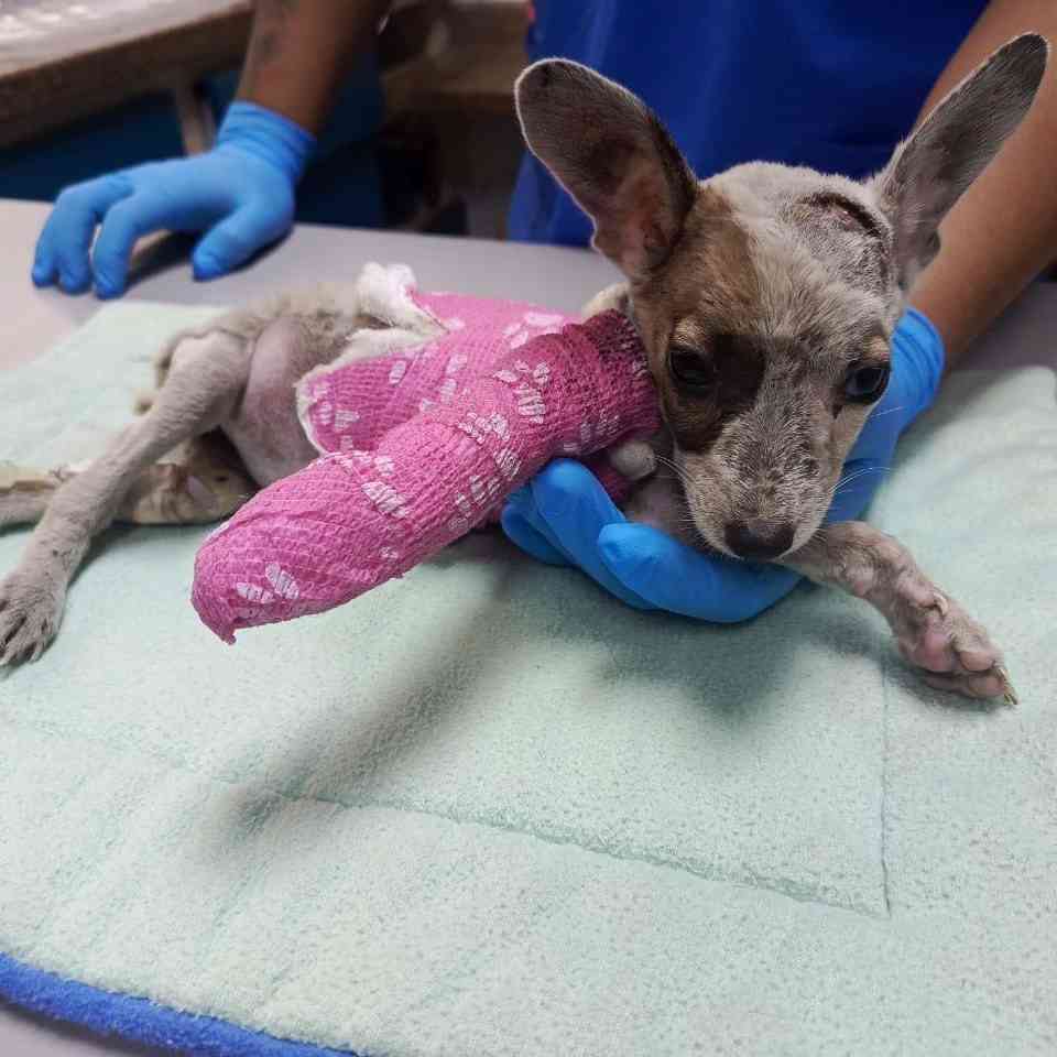 Donate to Teddy | Support animal welfare with CUDDLY