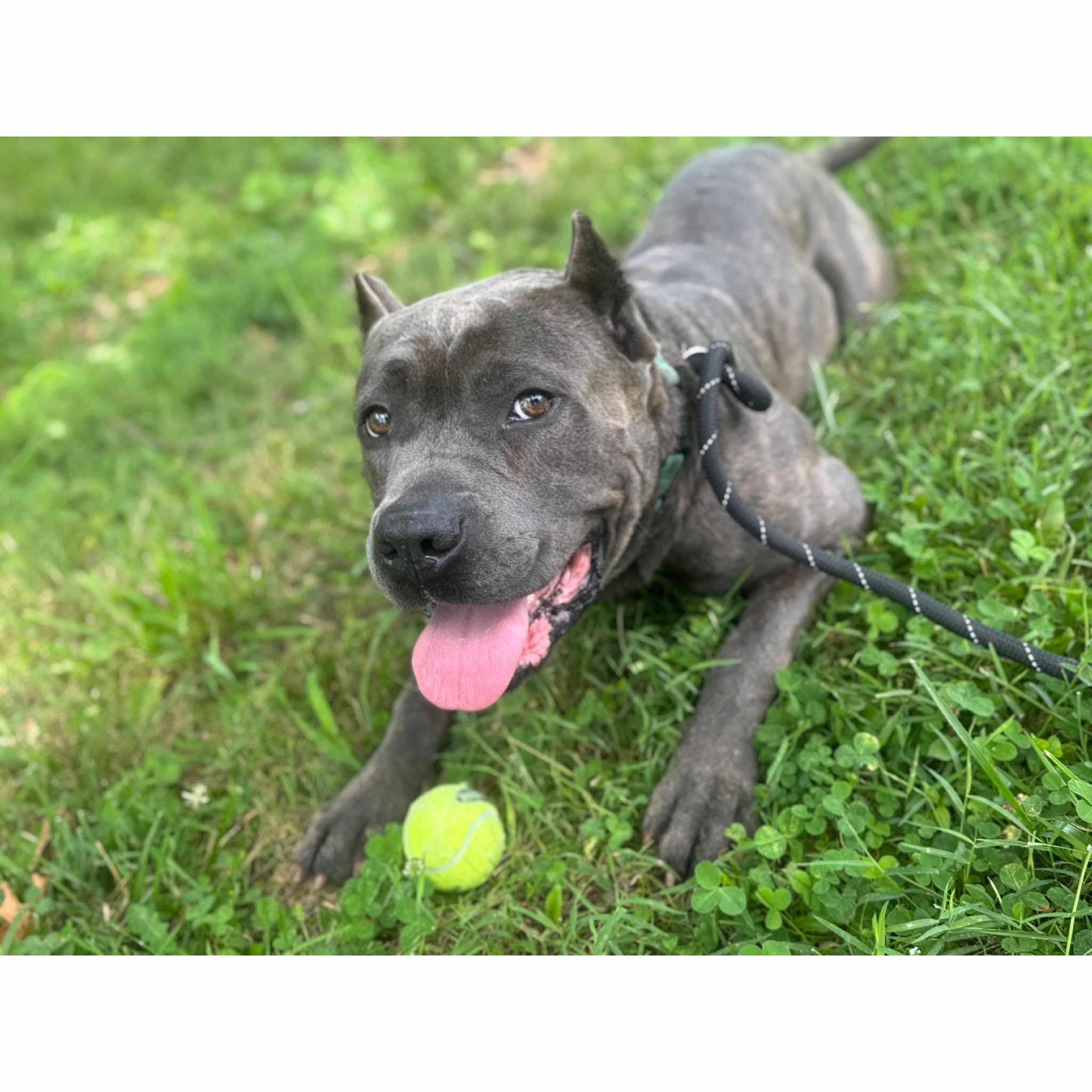 Donate to Kane | Support animal welfare with CUDDLY