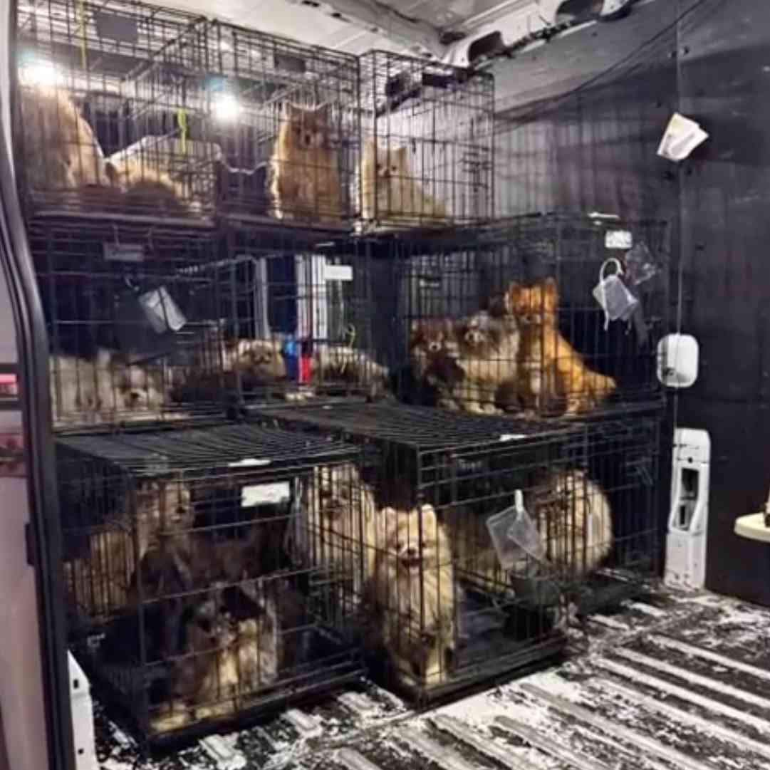 Donate to These Neglected Dogs | Support animal welfare with CUDDLY