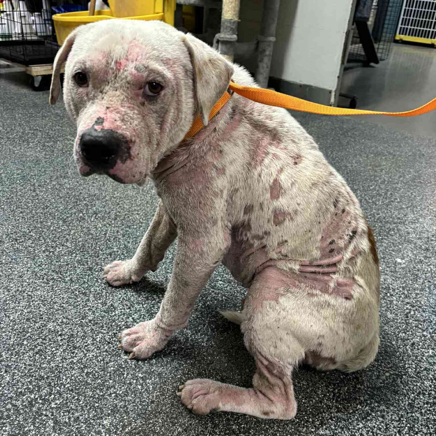 Donate to Scabby-Doo | Support animal welfare with CUDDLY