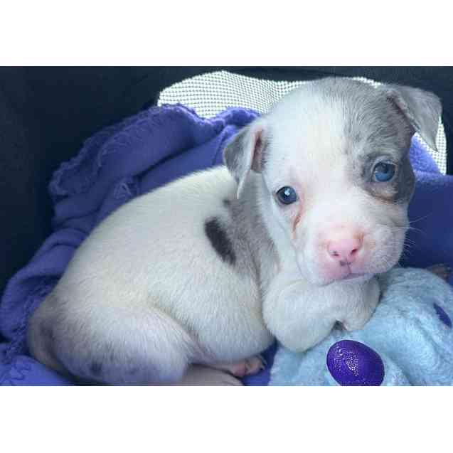 Donate to Daniela | Support animal welfare with CUDDLY