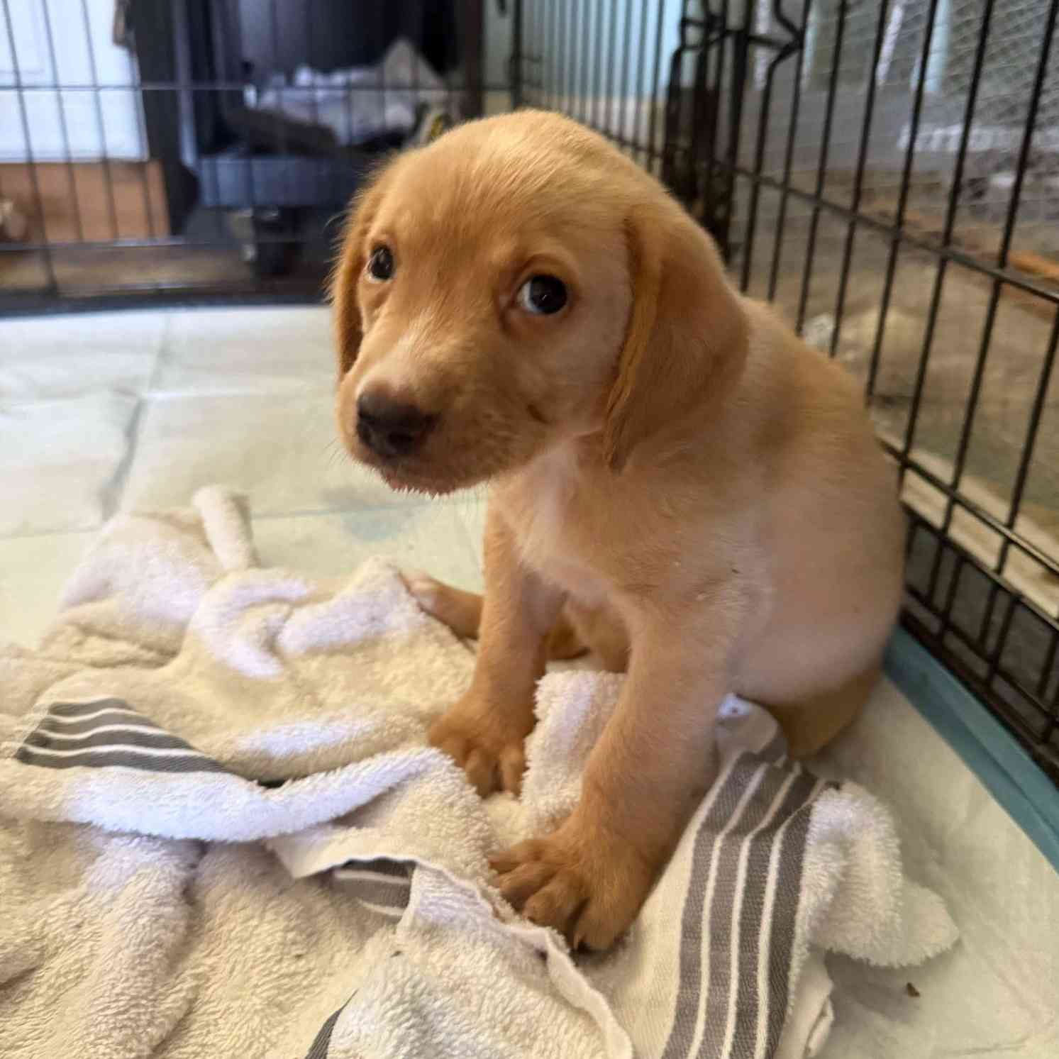 Donate to These Puppies | Support animal welfare with CUDDLY