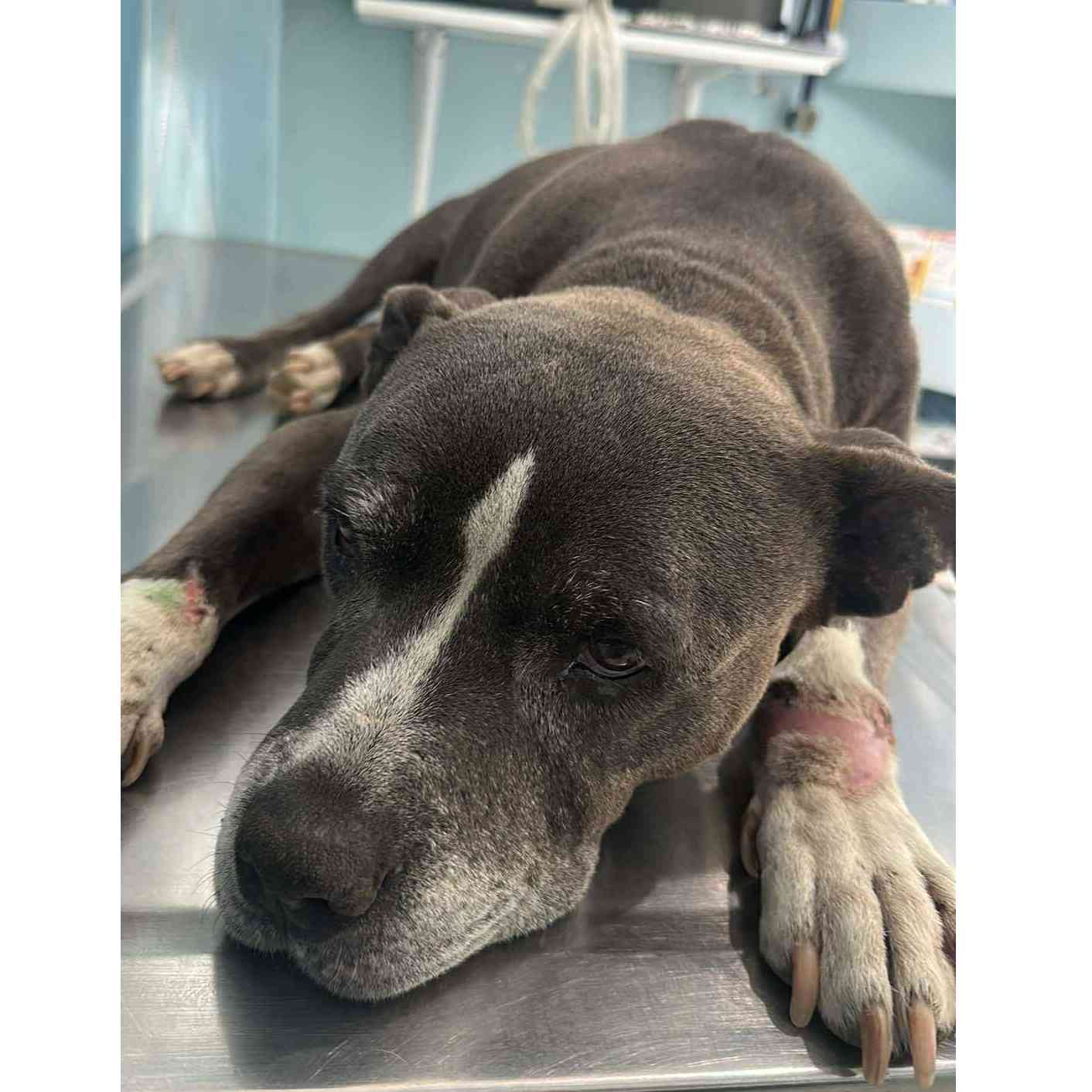 Donate to Isabella | Support animal welfare with CUDDLY