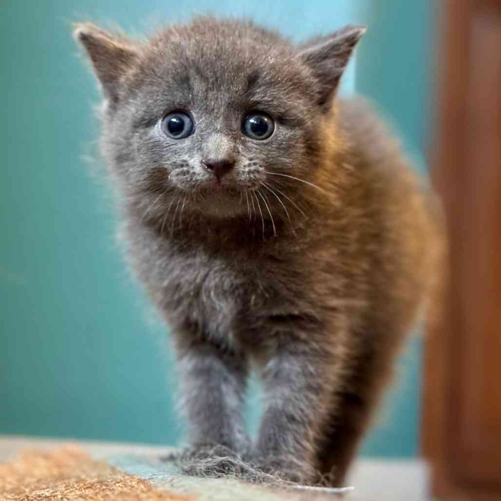 Donate to Lavender | Support animal welfare with CUDDLY