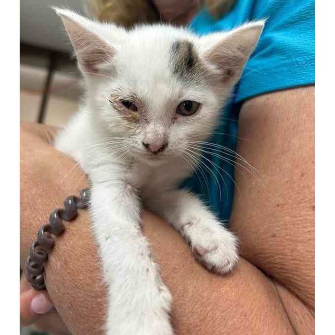 Donate to These Sick Kittens | Support animal welfare with CUDDLY