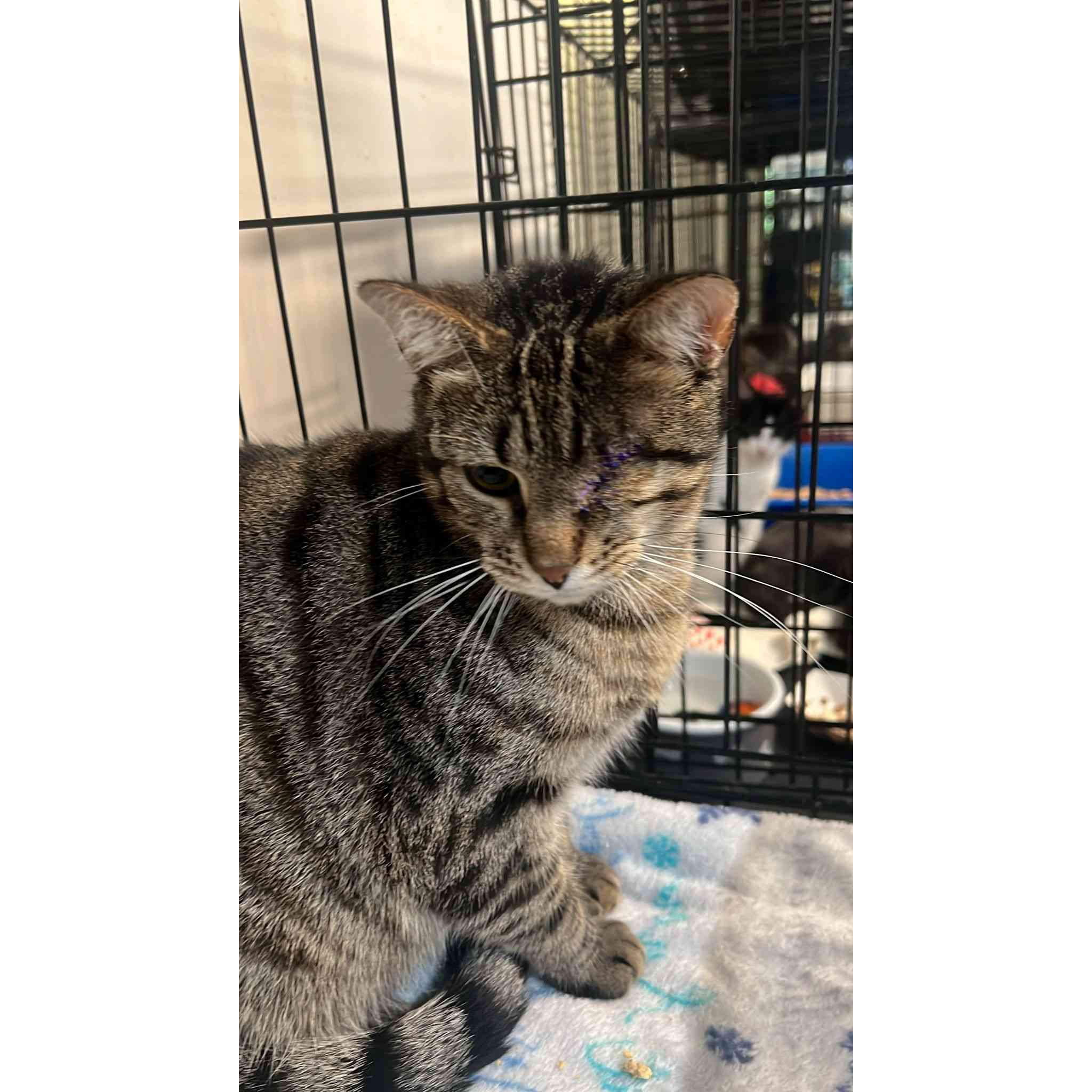 Donate to Mike | Support animal welfare with CUDDLY