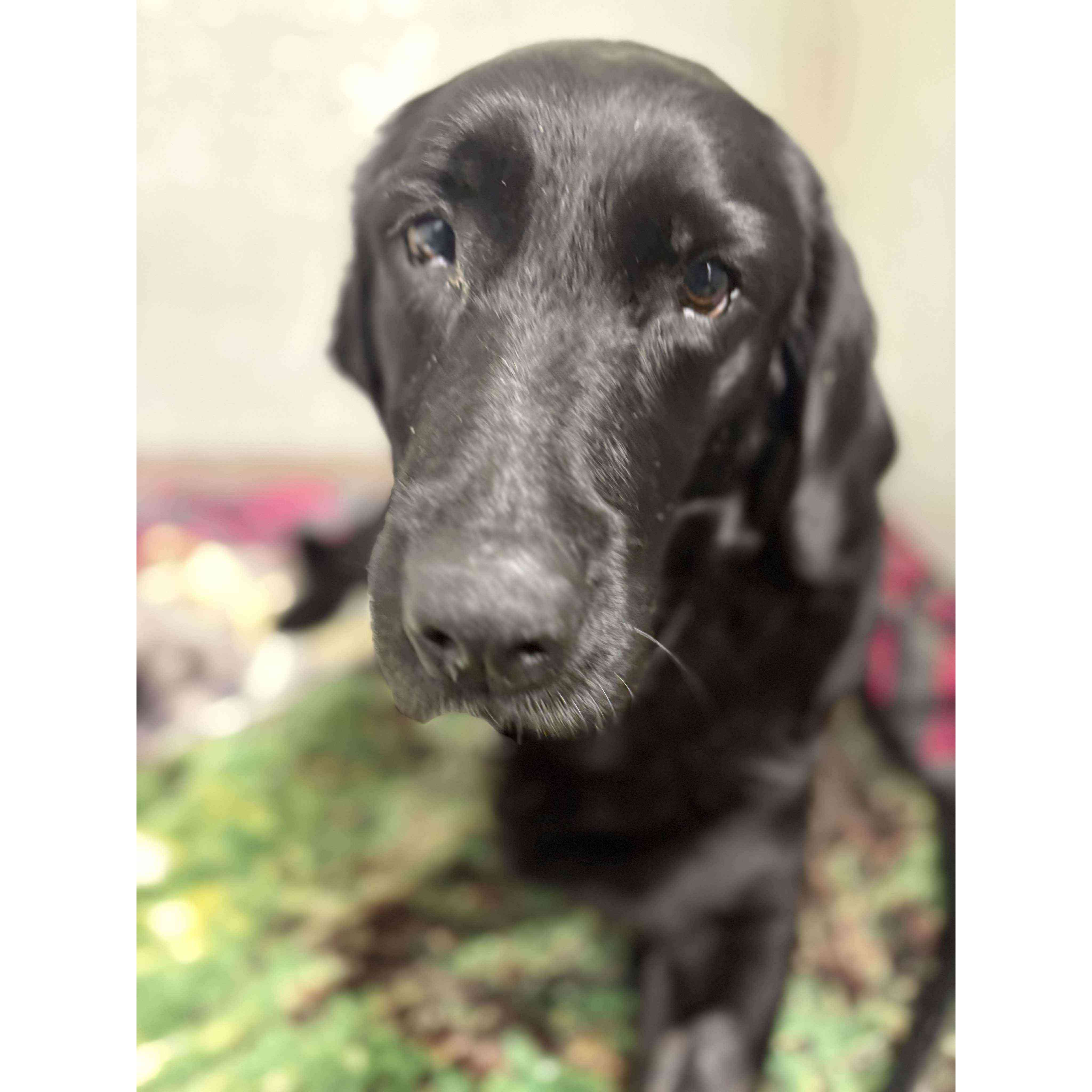 Donate to Ava | Support animal welfare with CUDDLY