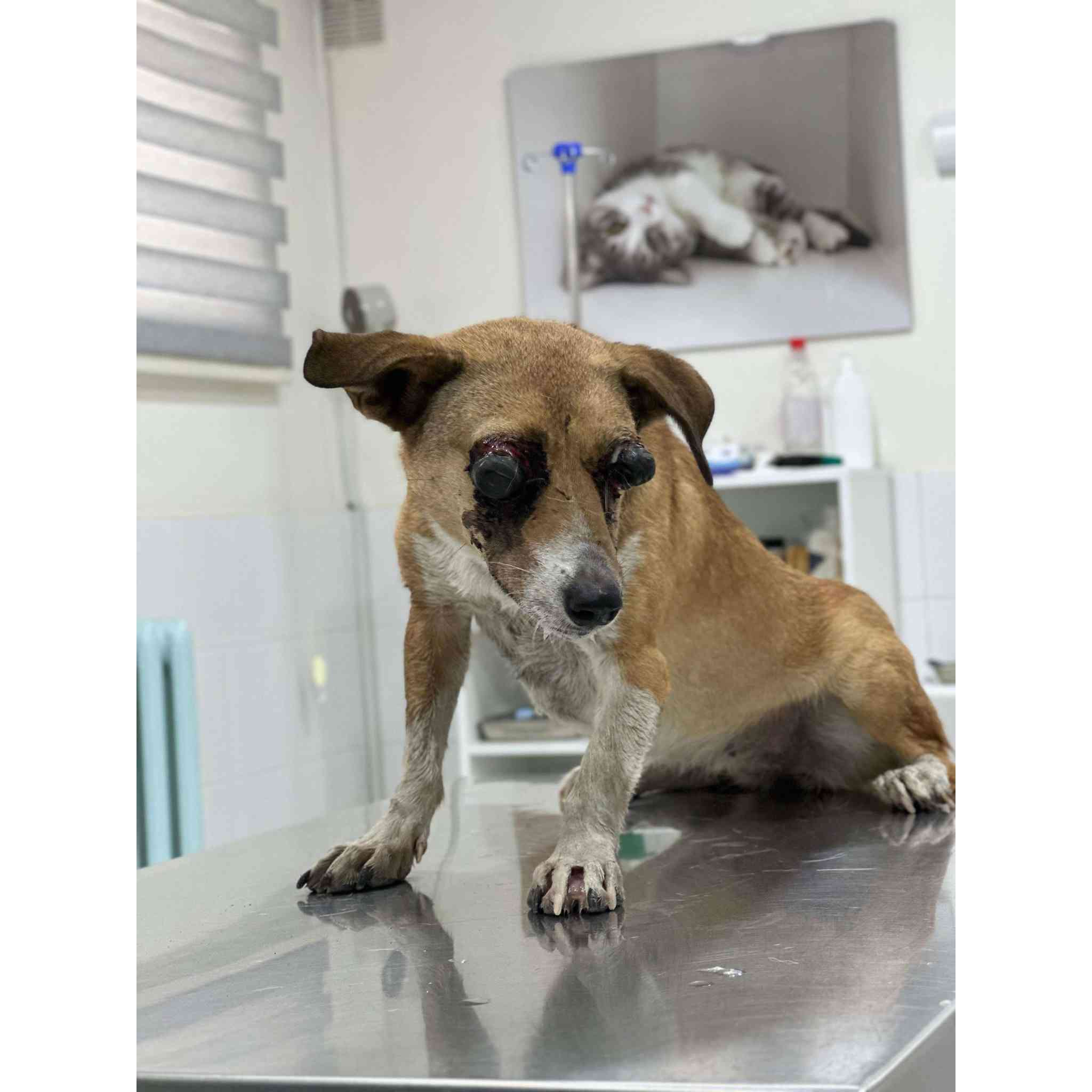 Donate to Hannah | Support animal welfare with CUDDLY