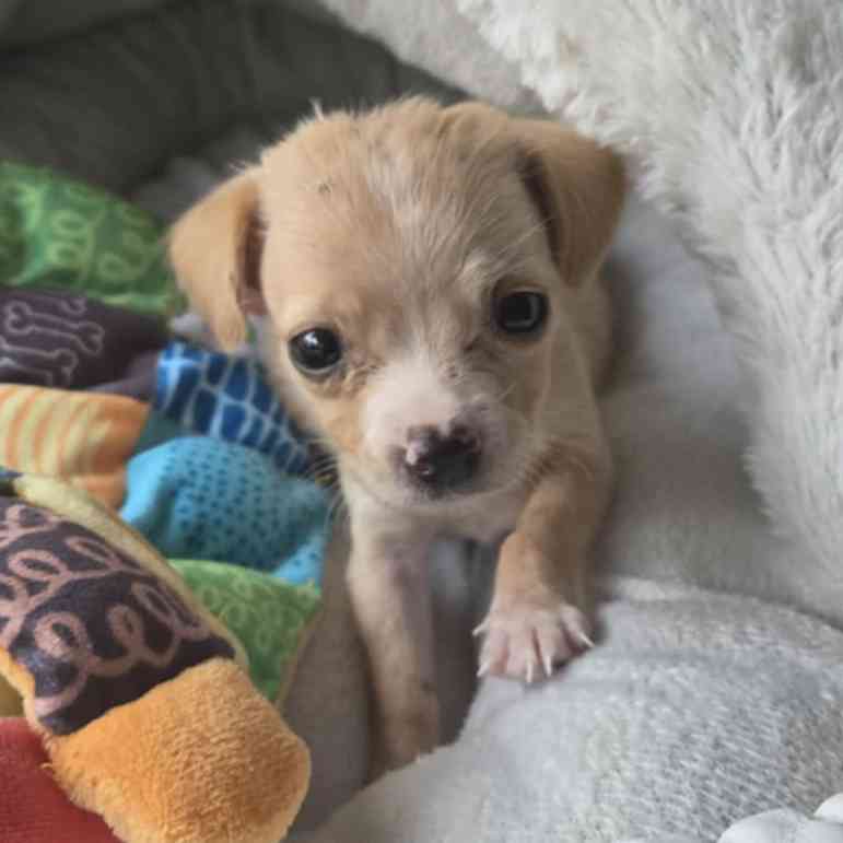 Donate to Tanner | Support animal welfare with CUDDLY