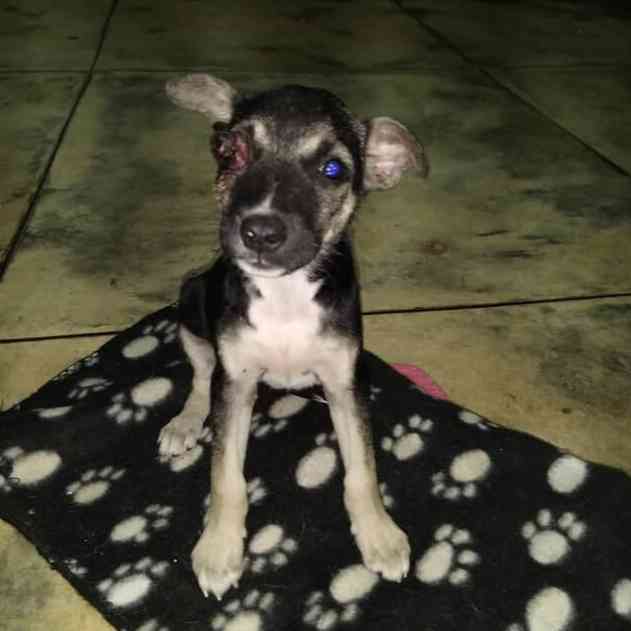 Donate to Pluto | Support animal welfare with CUDDLY