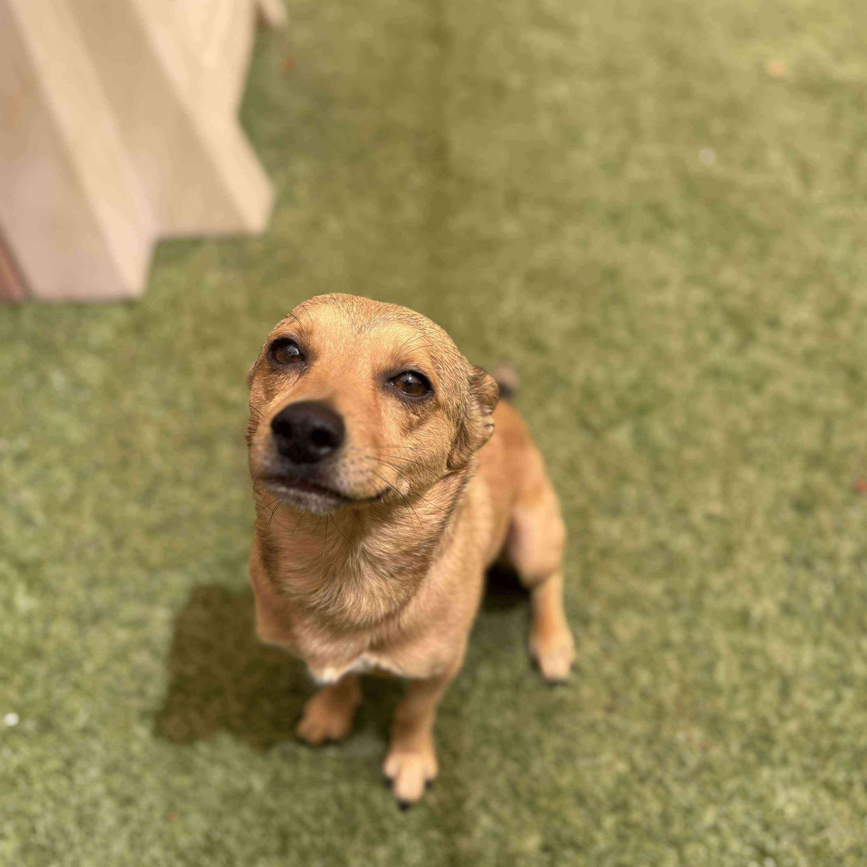 Donate to These Innocent Pups | Support animal welfare with CUDDLY