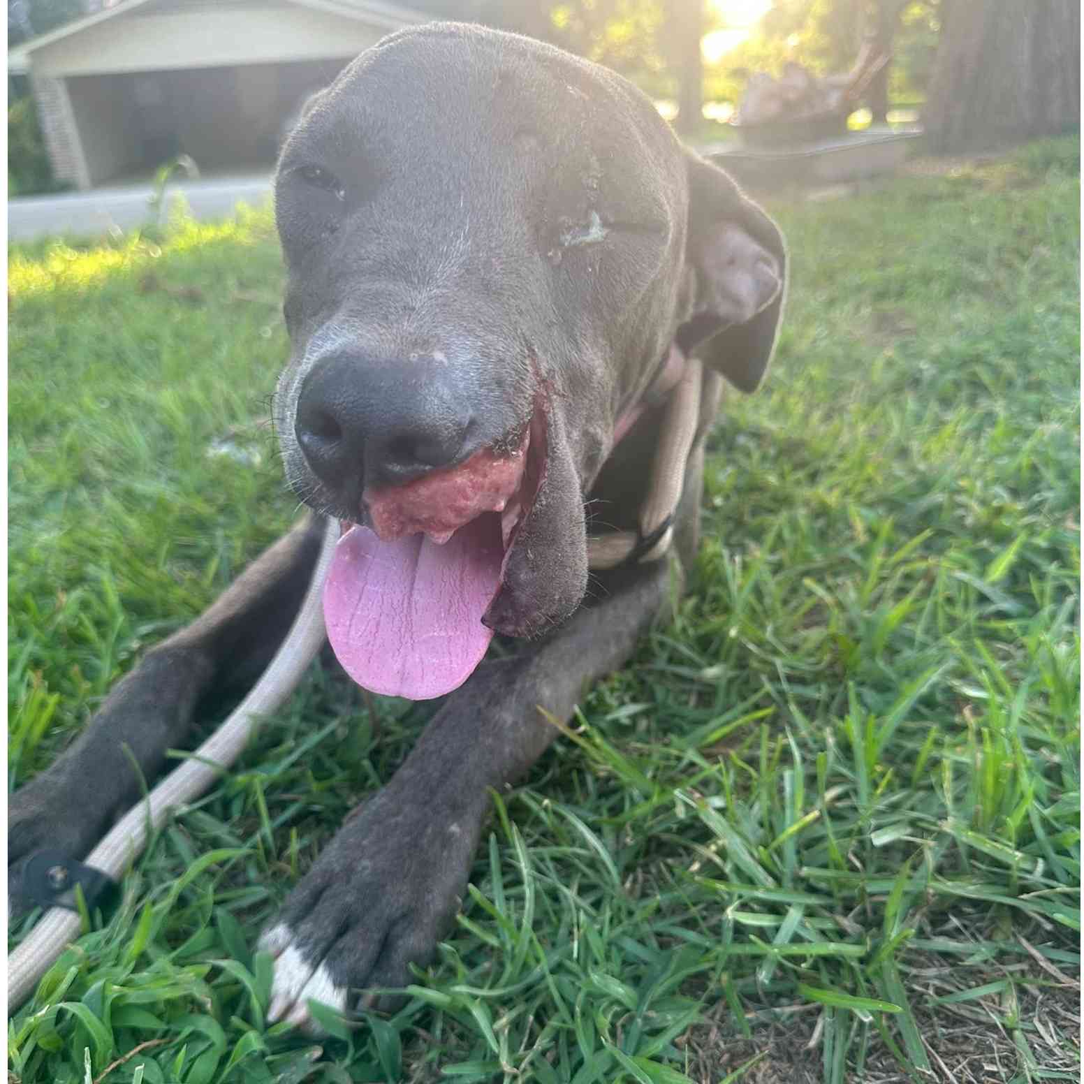 Donate to Kevin | Support animal welfare with CUDDLY