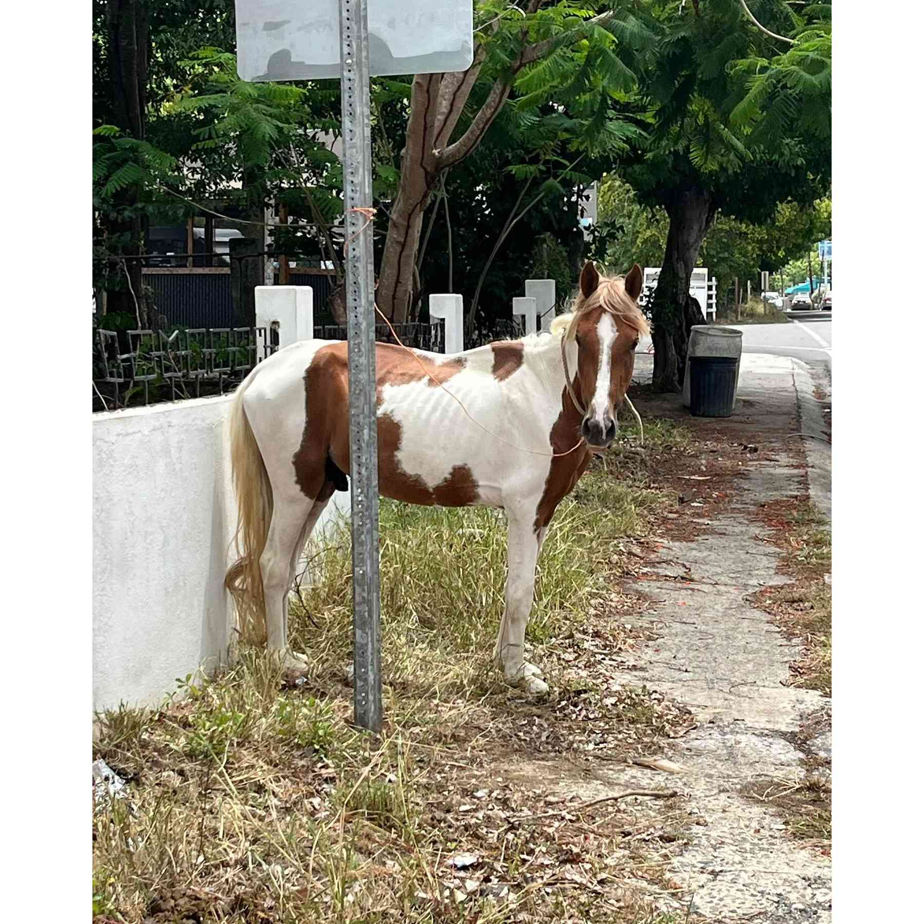 Donate to Pinto | Support animal welfare with CUDDLY