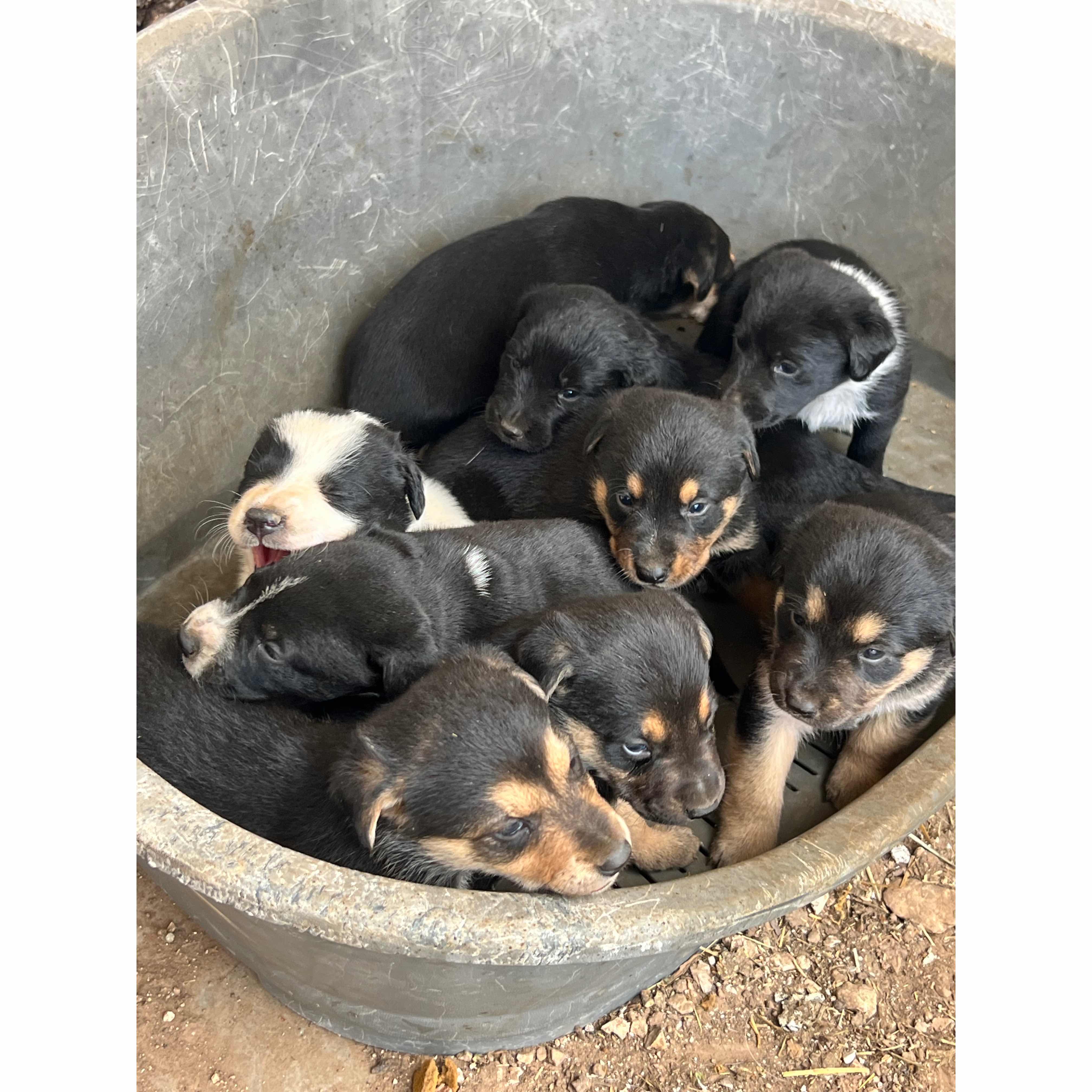 Donate to Food needed | Support animal welfare with CUDDLY