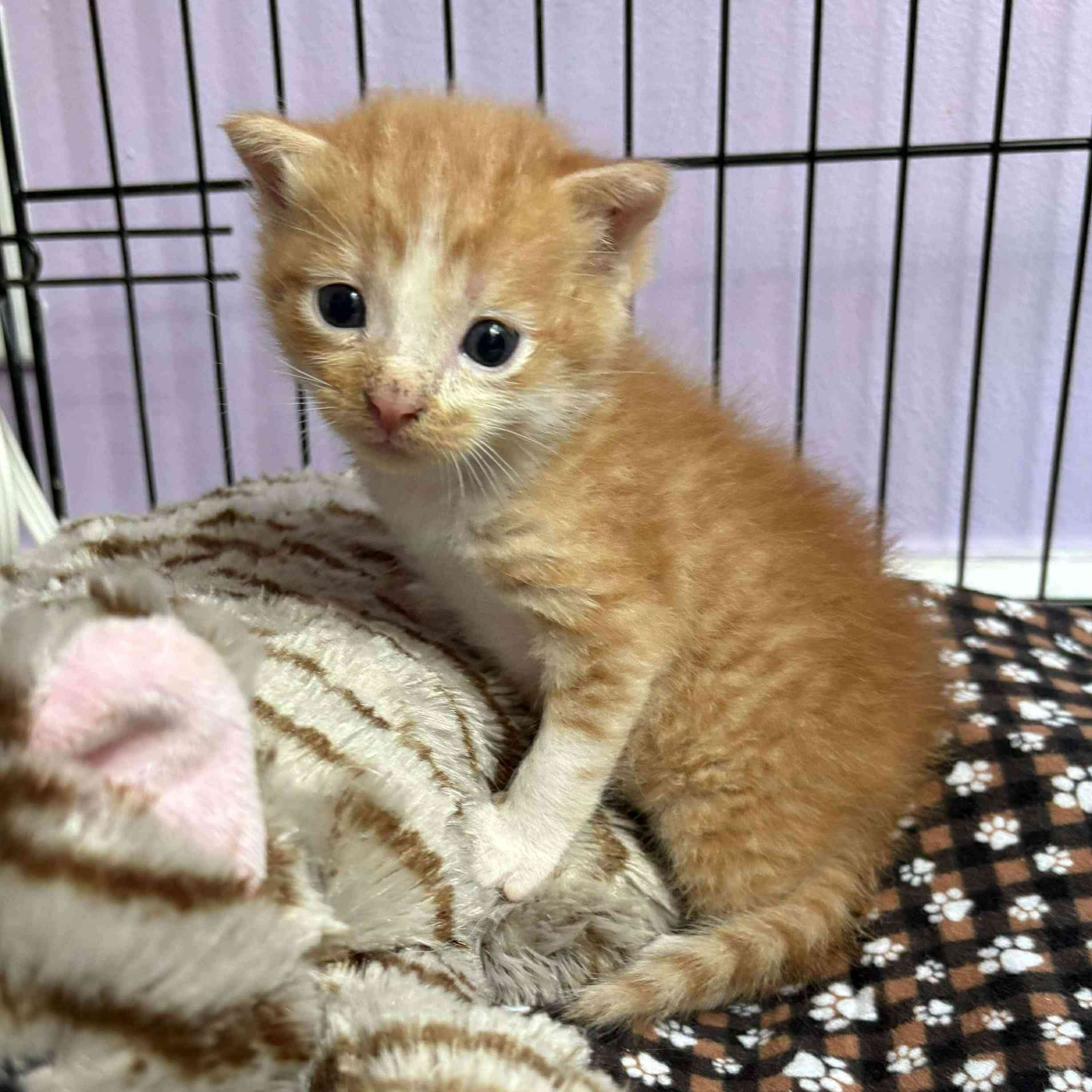 Donate to Bandit | Support animal welfare with CUDDLY