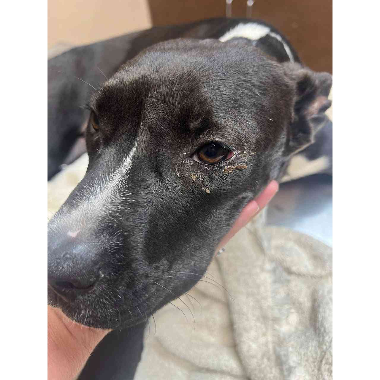 Donate to Skip | Support animal welfare with CUDDLY