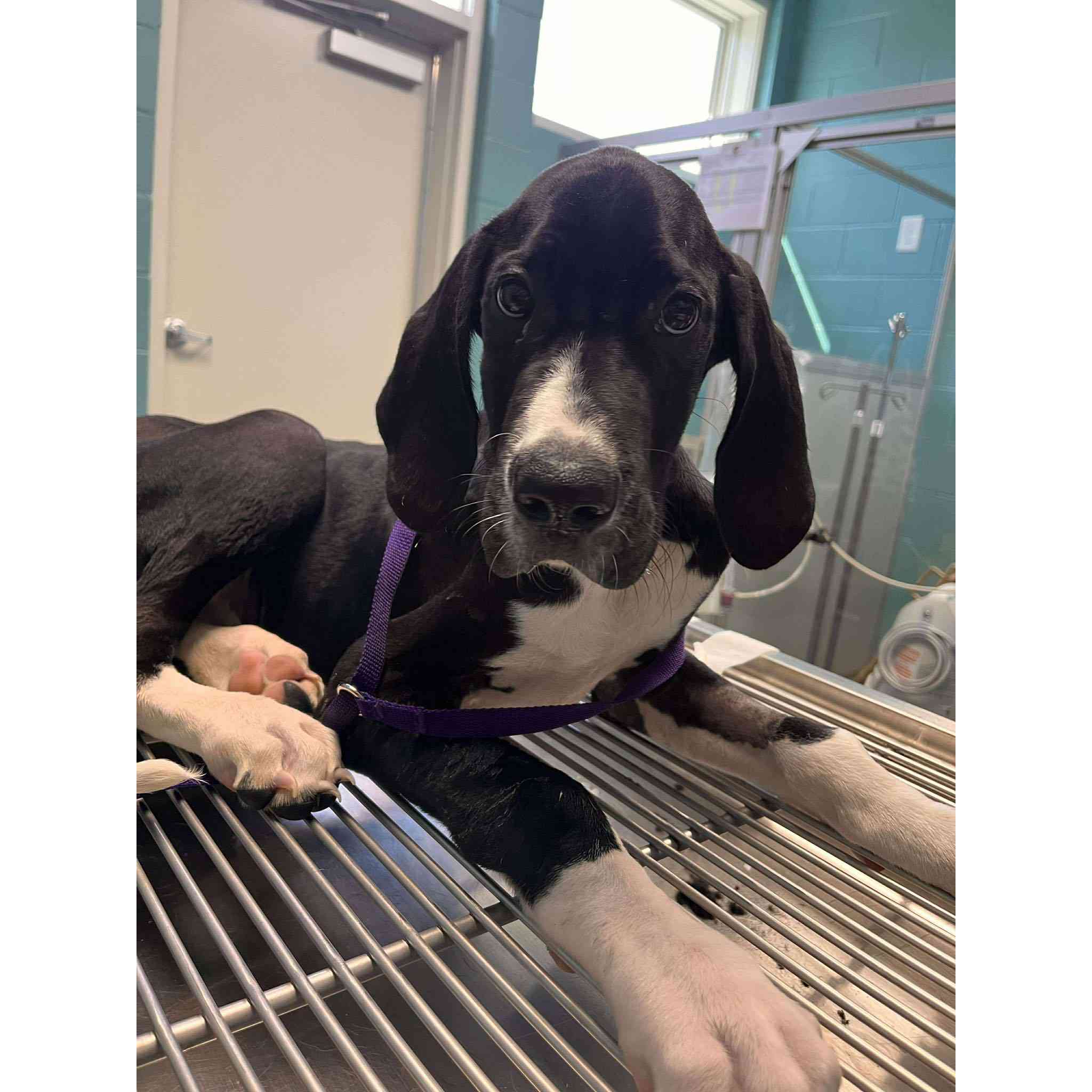 Donate to Angelo | Support animal welfare with CUDDLY