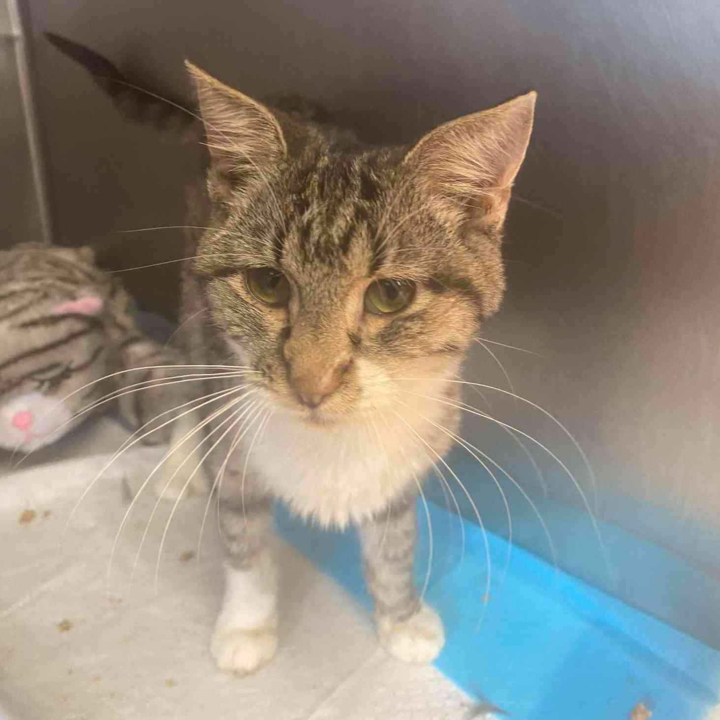 Donate to Bailey | Support animal welfare with CUDDLY